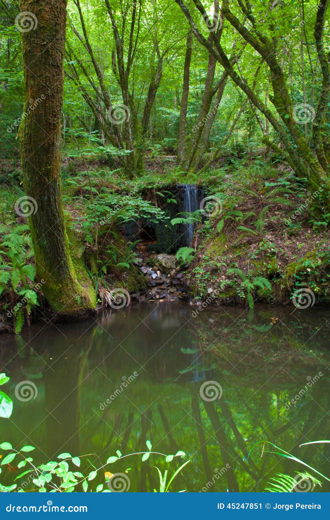 Pond reflection stock image. Image of tree, mirror, reflected - 45247851