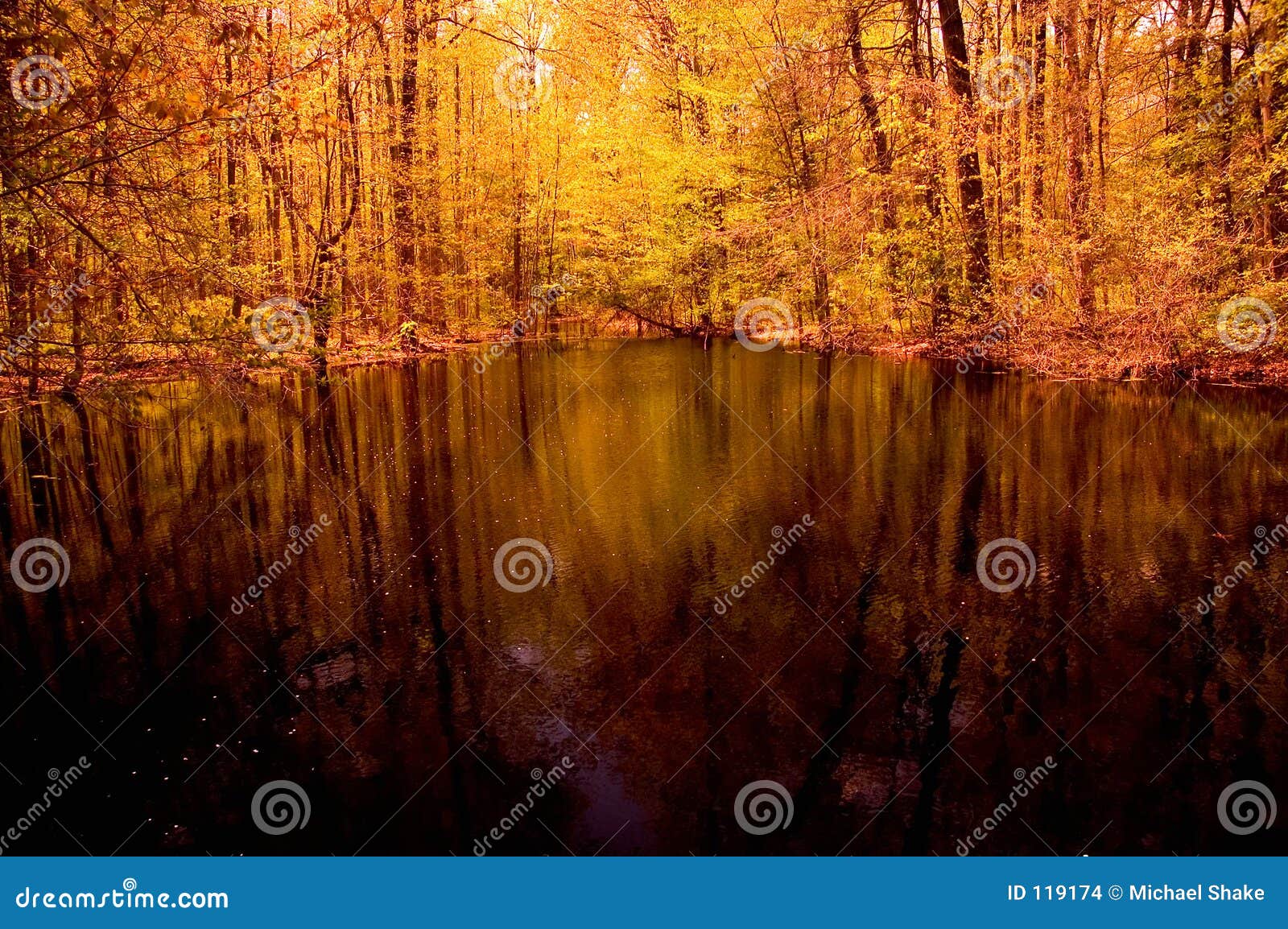 Pond Reflections stock photo. Image of pond, scenery, reflect - 119174
