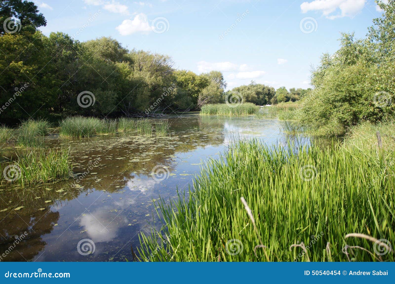 Pond Restoration stock photo. Image of aquatic, plants - 50540454
