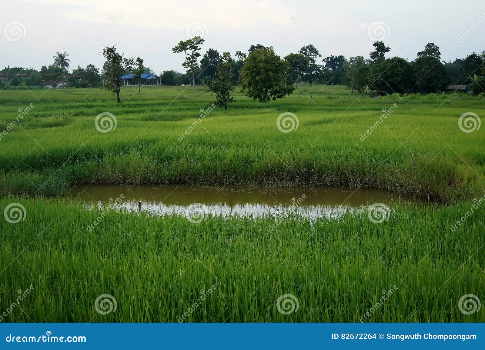 Pond in the rice paddies stock photo. Image of fresh - 82672264