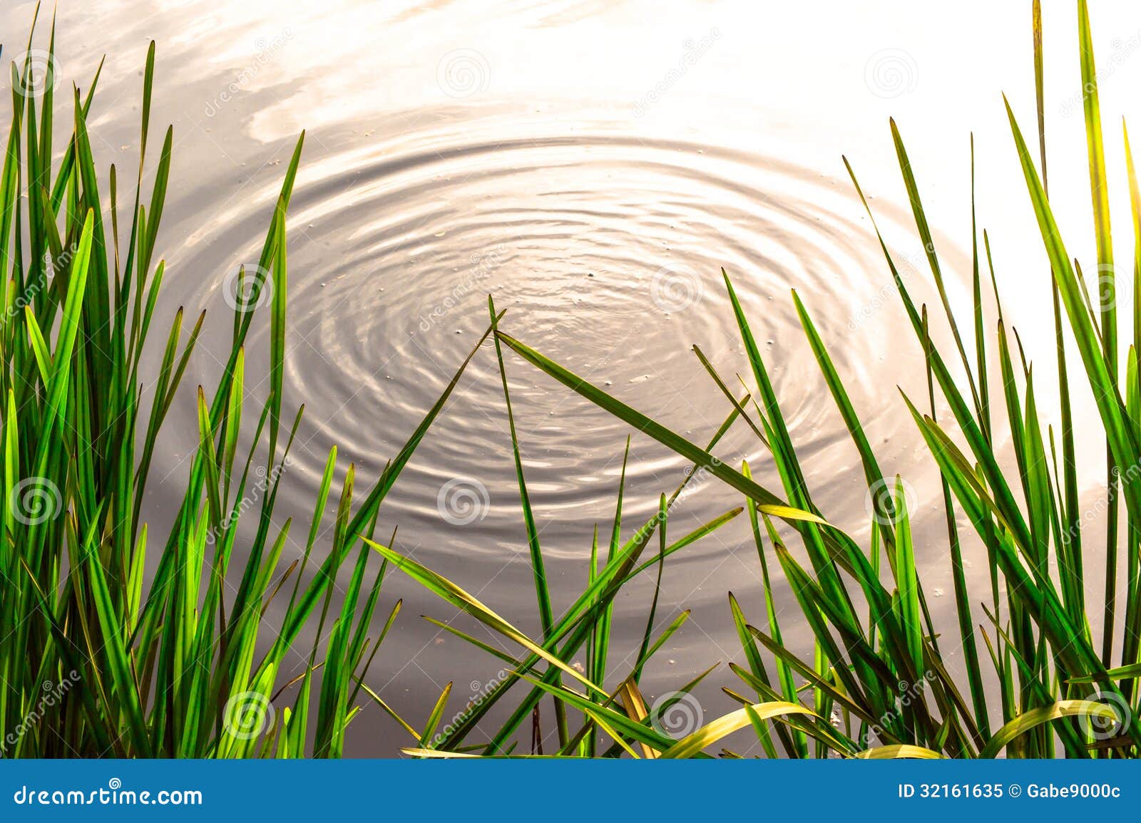 Pond ripple zen stock image. Image of purity, green, wave - 32161635