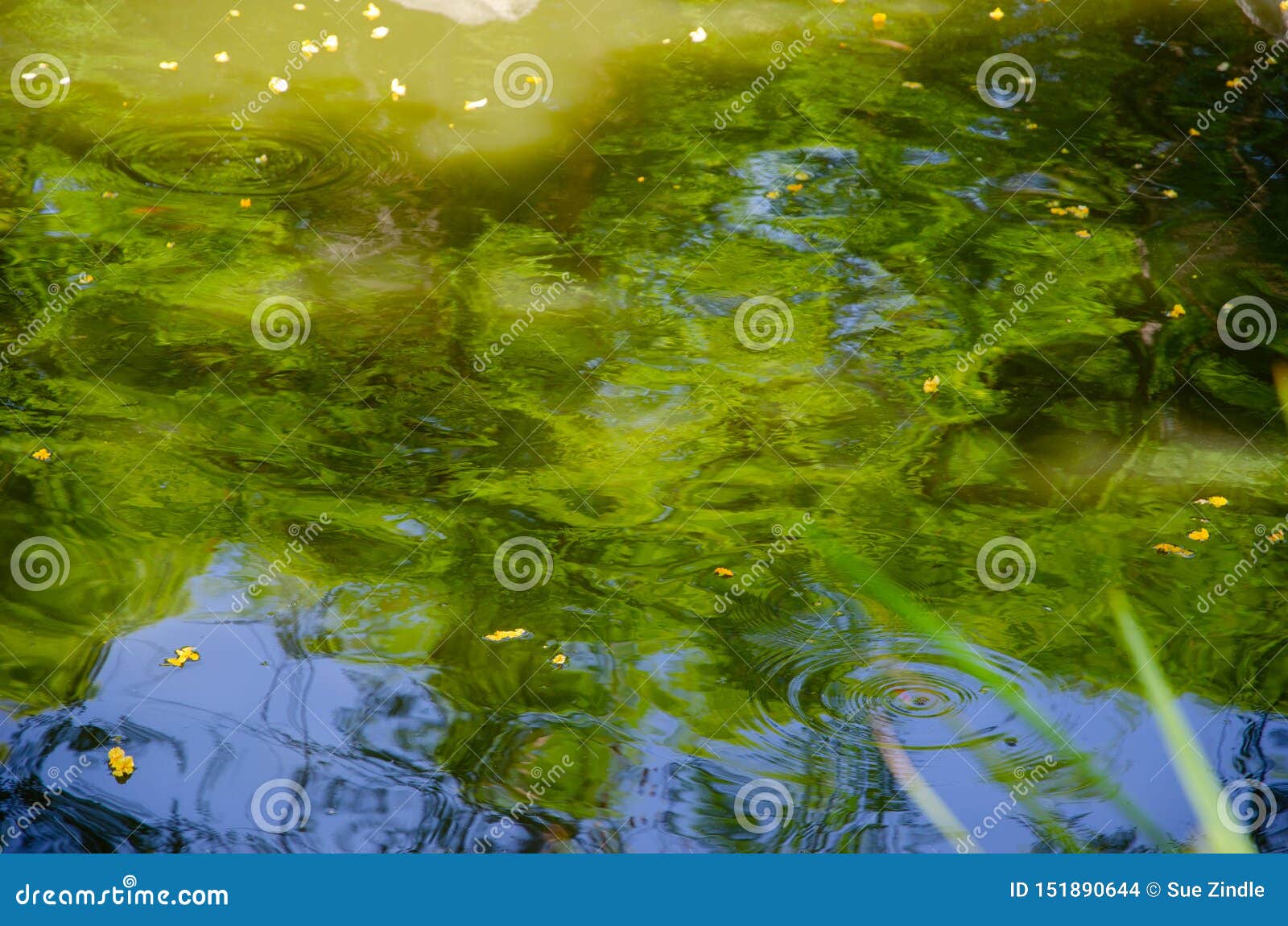 Pond Ripples Green Reflection Close Up Stock Photo - Image of ripples ...