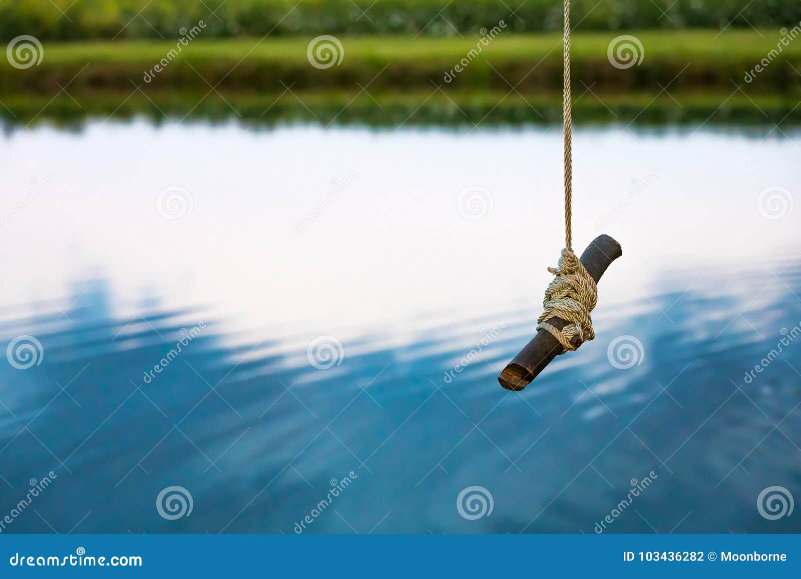 Pond Rope Swing stock photo. Image of pond, tree, outdoor - 103436282
