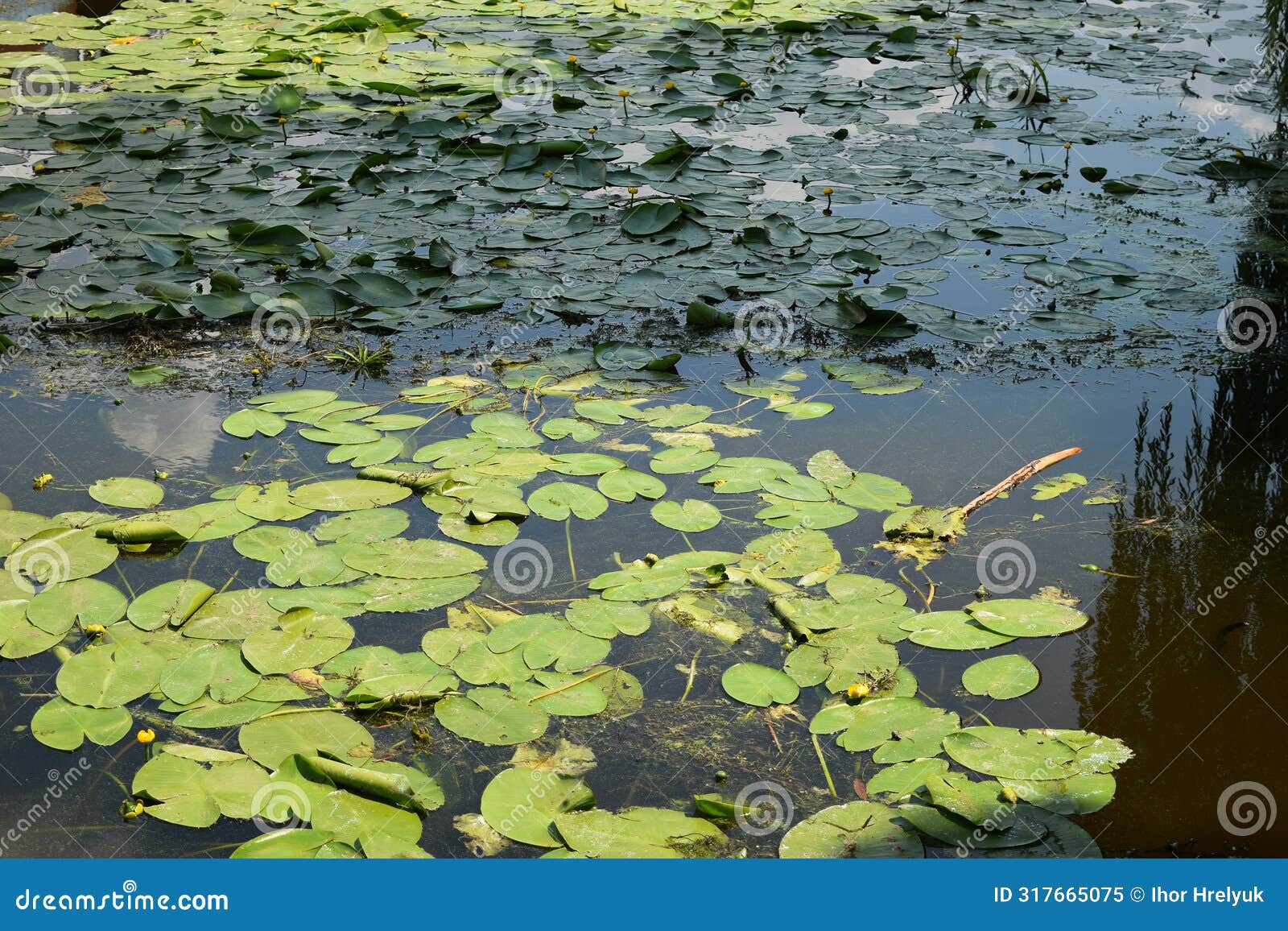 Pond Scenery with Water Lilly Stock Image - Image of reflection ...