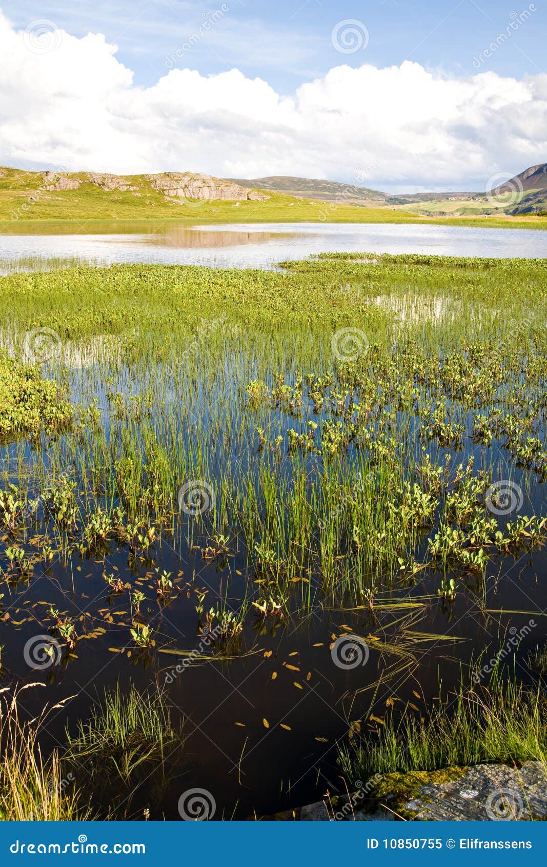 Pond, Scotland stock image. Image of flora, nature, scenery - 10850755