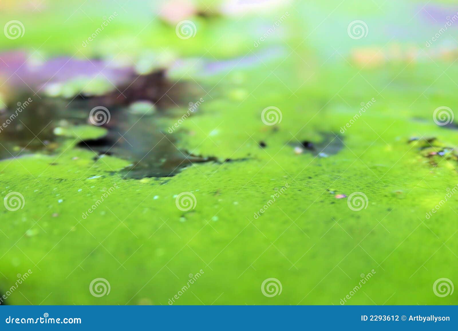 Pond Scum stock photo. Image of marsh, bright, green, slimy - 2293612