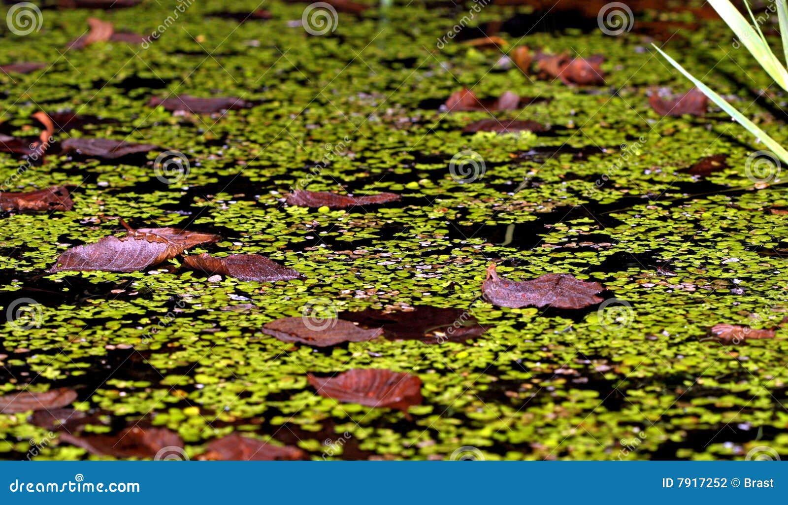 Pond scum stock photo. Image of river, damp, fall, melancholy - 7917252