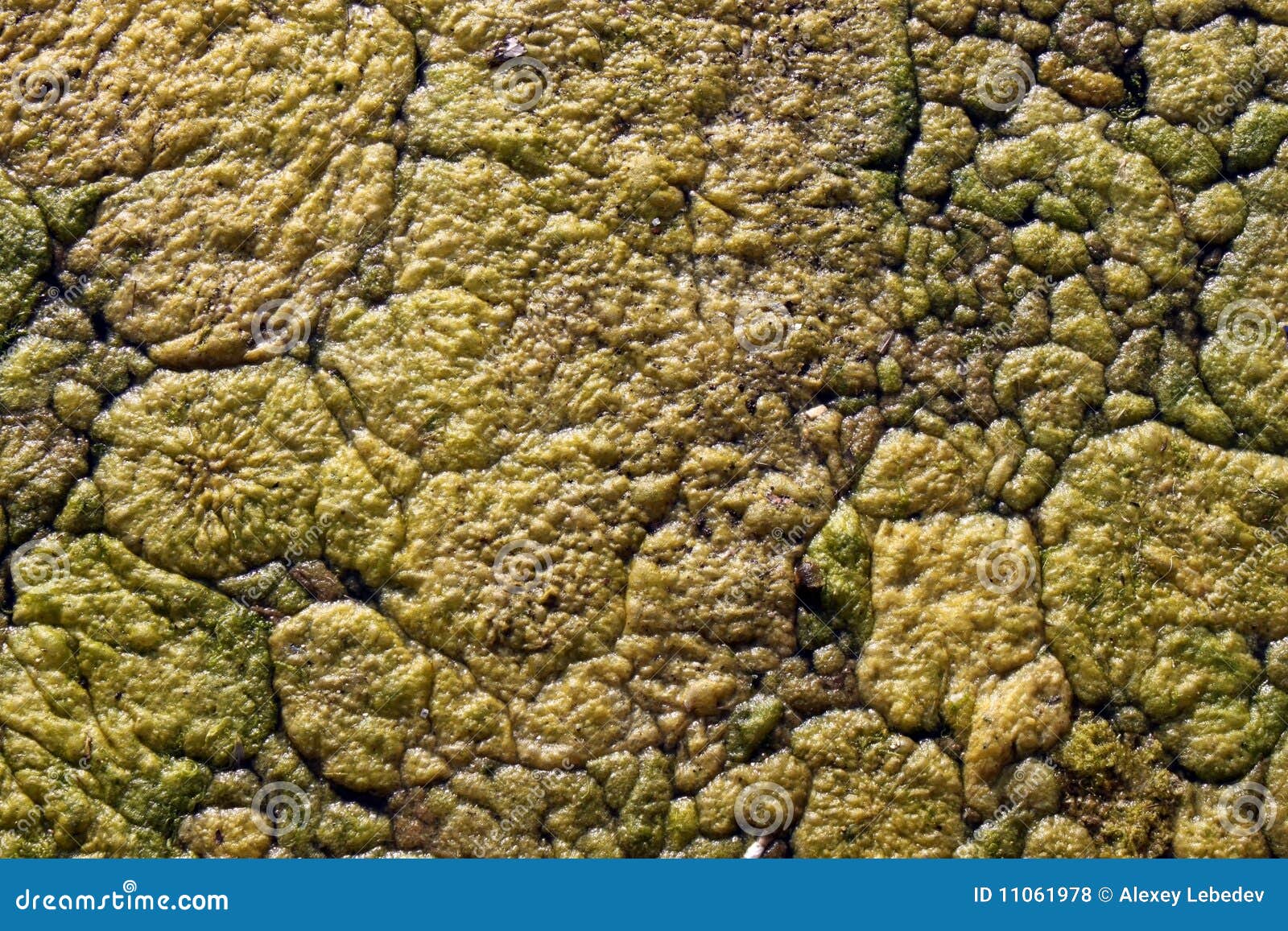 Organic Scum Forming Foam Line On Surface Of River Water Royalty-Free ...