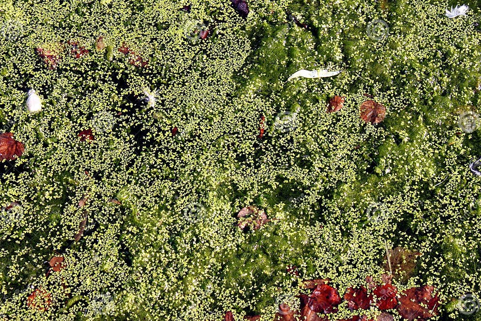 Pond Scum Surface stock photo. Image of liquid, bubble - 11063268