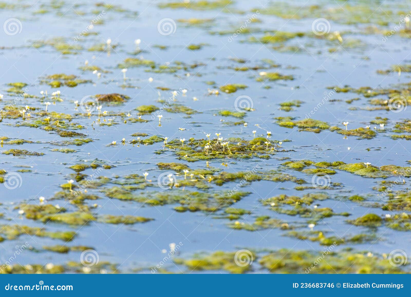 Pond Scum Water Surface with Tiny White Flowers Growing Stock Photo ...