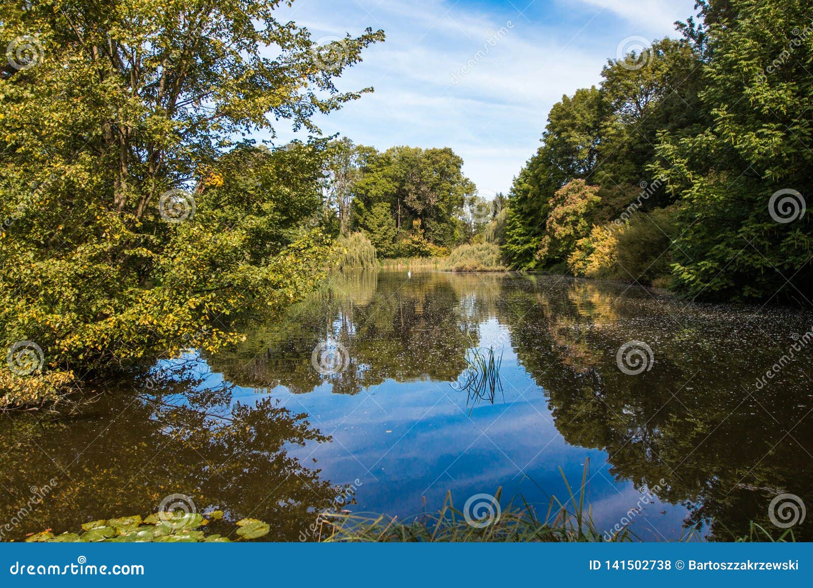 A pond seen in the forest stock photo. Image of environment - 141502738