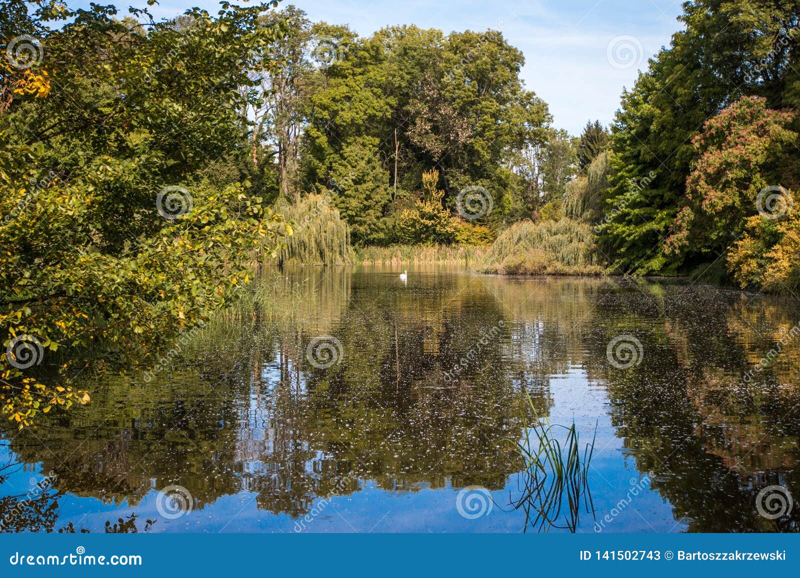A pond seen in the forest stock image. Image of green - 141502743