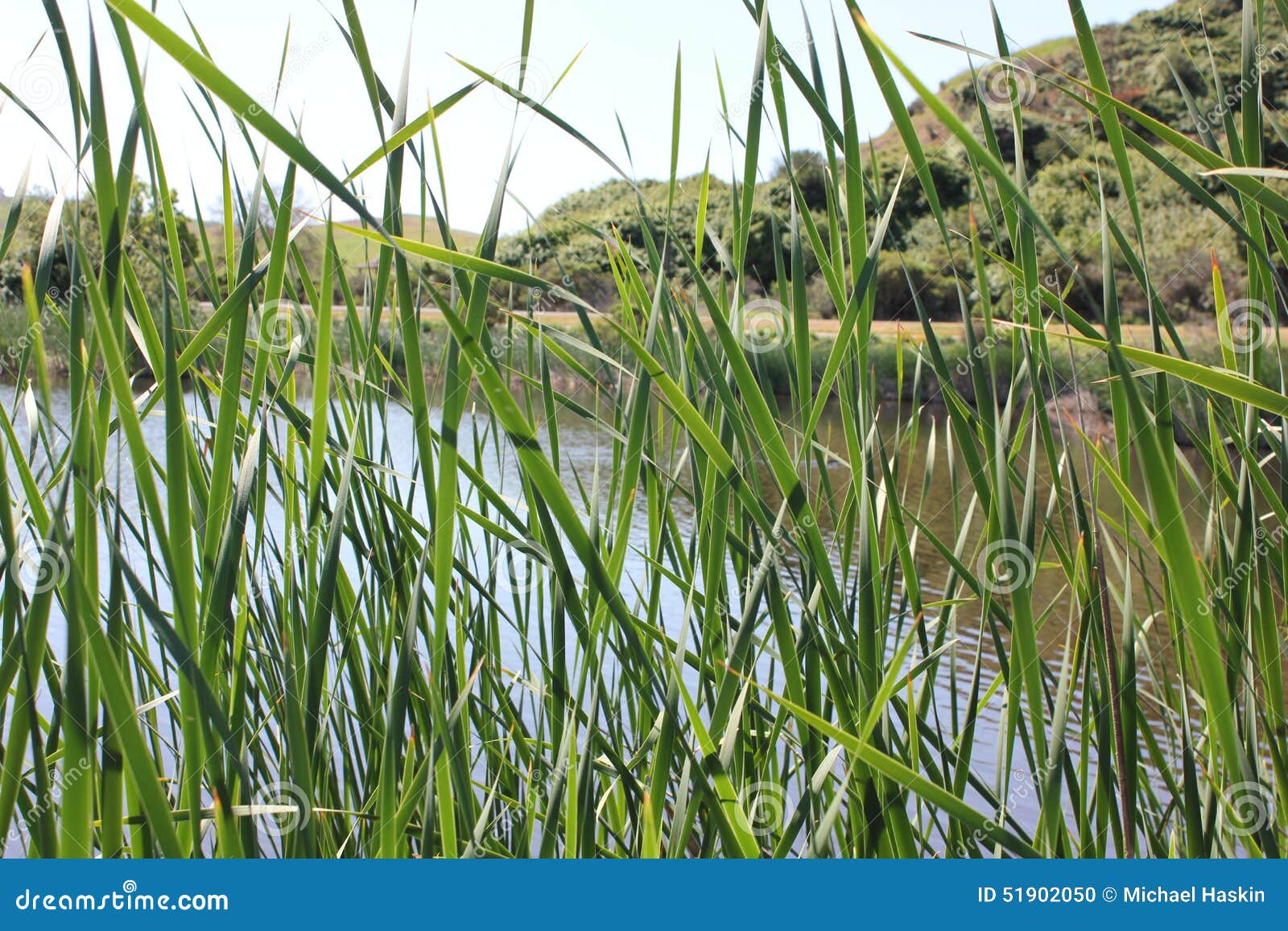 Pond Seen through Tall Grass Stock Photo - Image of hiding, tall: 51902050
