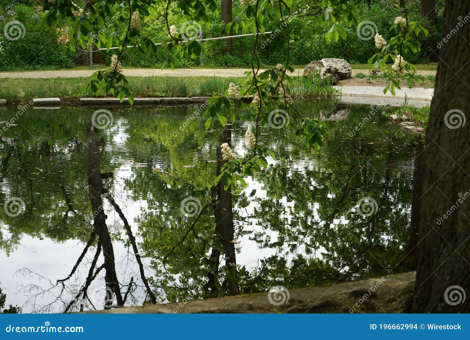 Pond Seen through Tree Branches Stock Photo - Image of pond, season ...