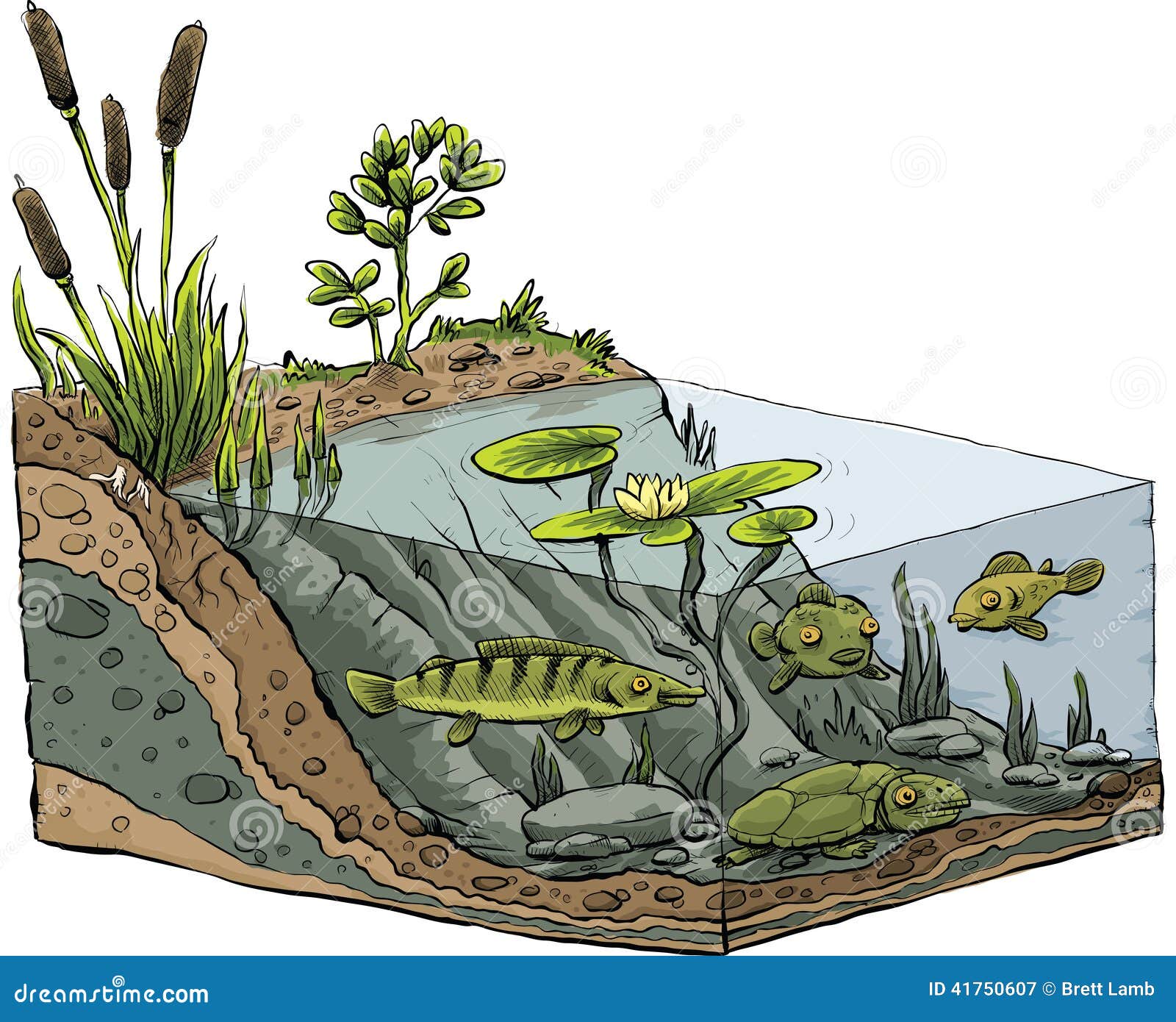 Pond Shore Cross-section stock illustration. Illustration of cross ...