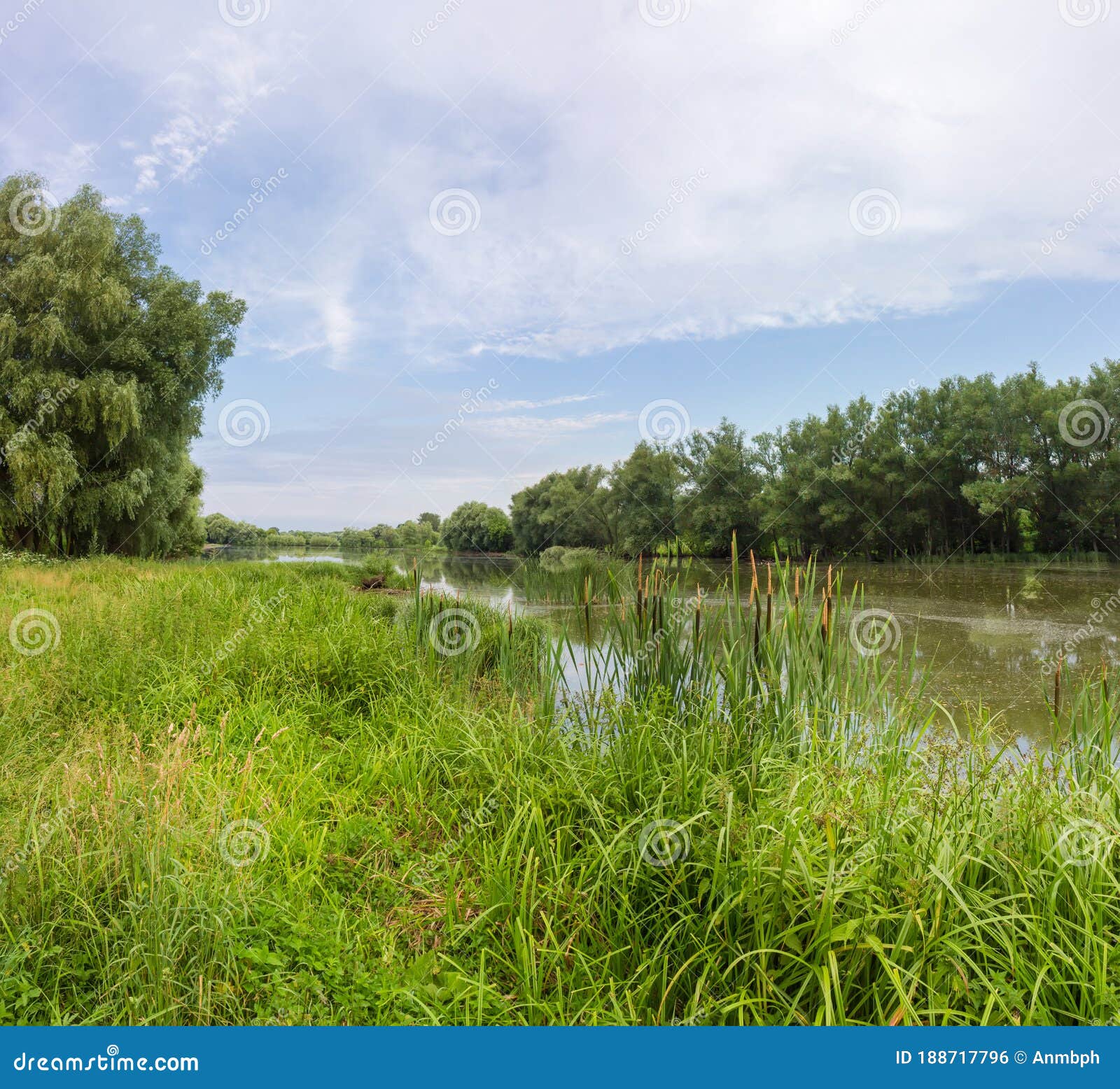 Pond with Shores Overgrown with Trees and Marsh Plants Stock Photo ...
