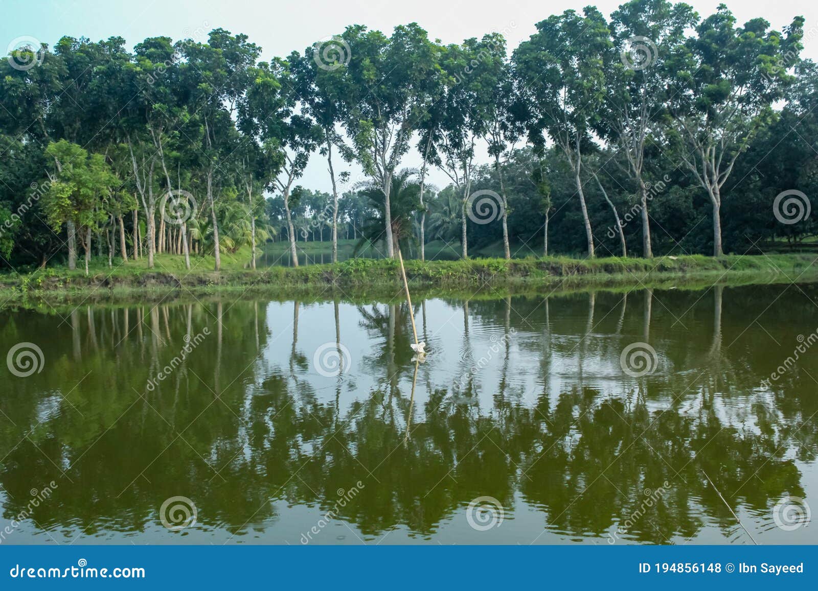 Pond Side Scenery with Varieties of Trees in the Village Stock Photo ...