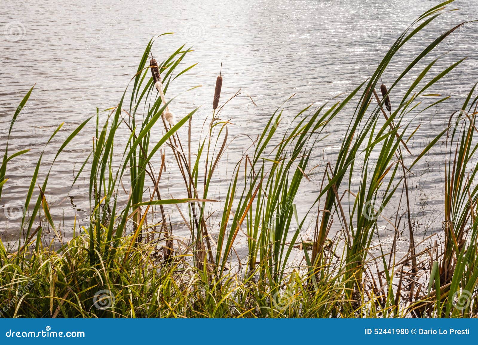 Pond side stock photo. Image of beautiful, puddle, cattail - 52441980