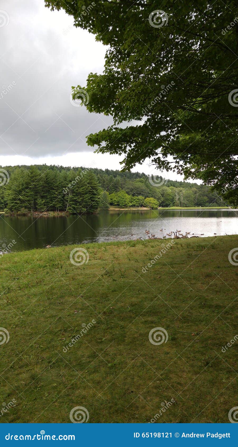 Pond side view stock image. Image of view, horizontal - 65198121
