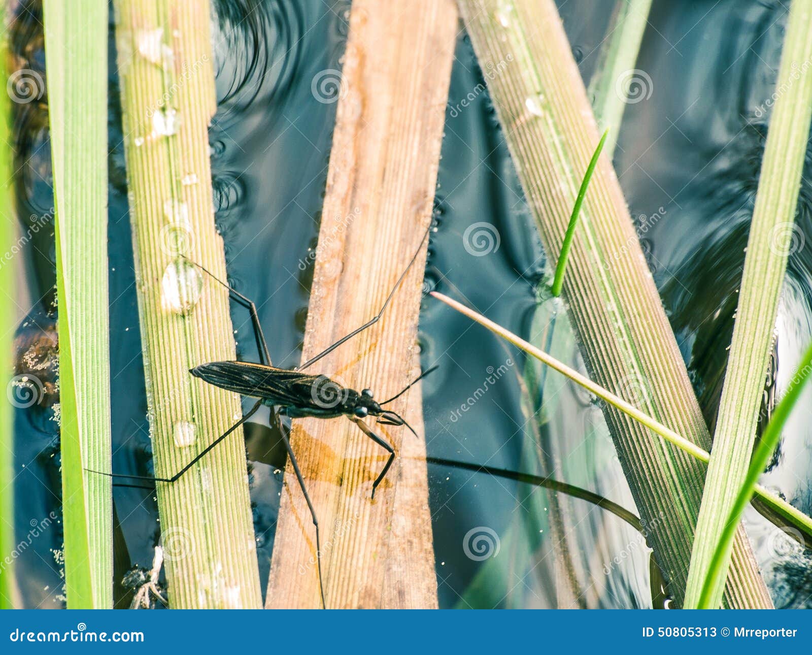 Pond skater stock image. Image of nature, insect, predator - 50805313