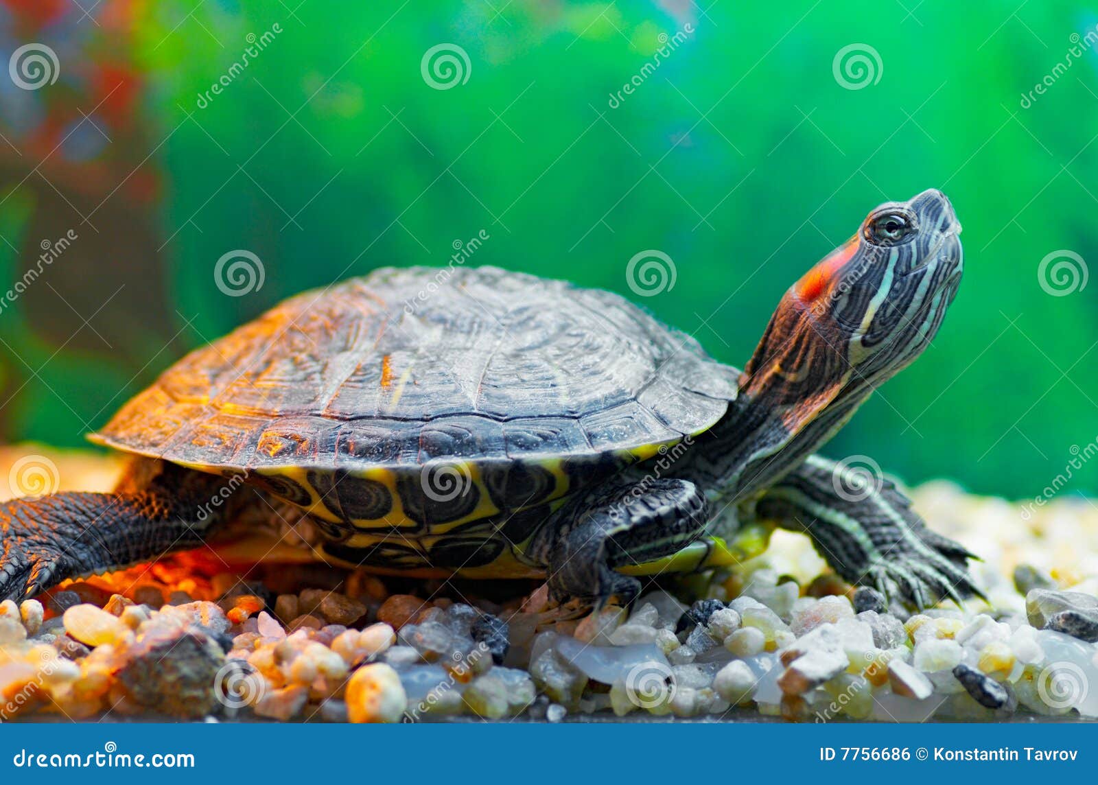 Pond slider stock photo. Image of body, climate, island - 7756686