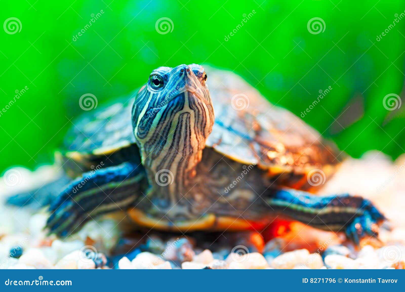 Pond slider stock photo. Image of front, cute, slow, claws - 8271796