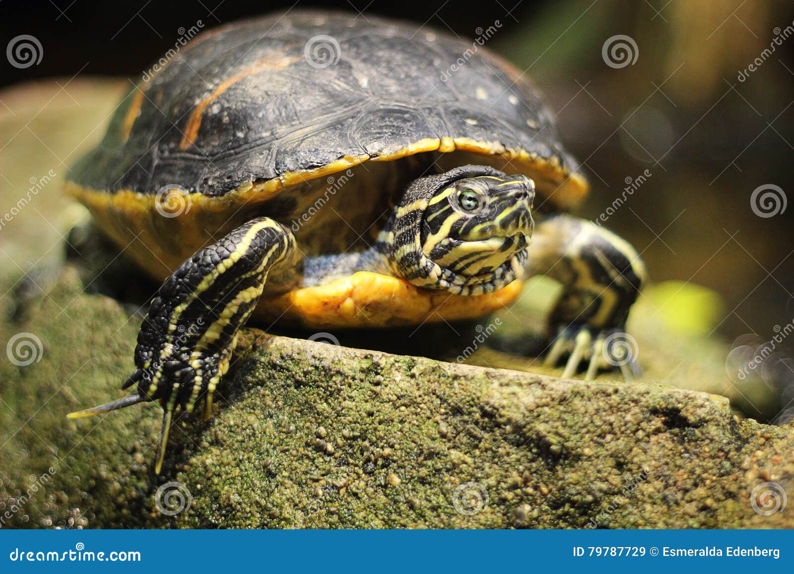 Pond slider stock image. Image of landscape, pond, head - 79787729