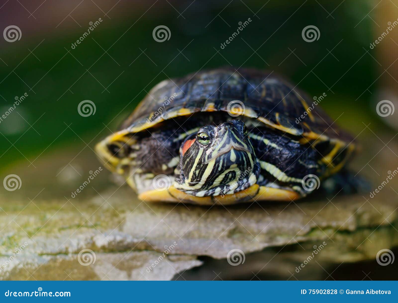 Pond Slider, Red-eared Turtle Close-up Stock Photo - Image of land ...