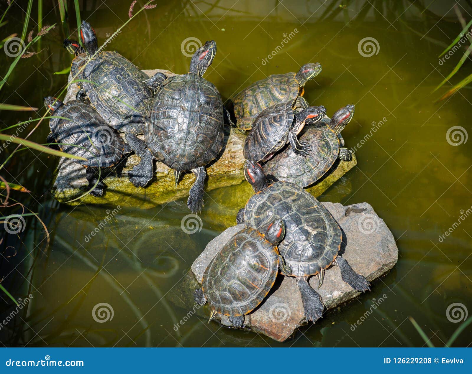 Pond Slider with Red-eared Slider in the Pond. Stock Photo - Image of ...