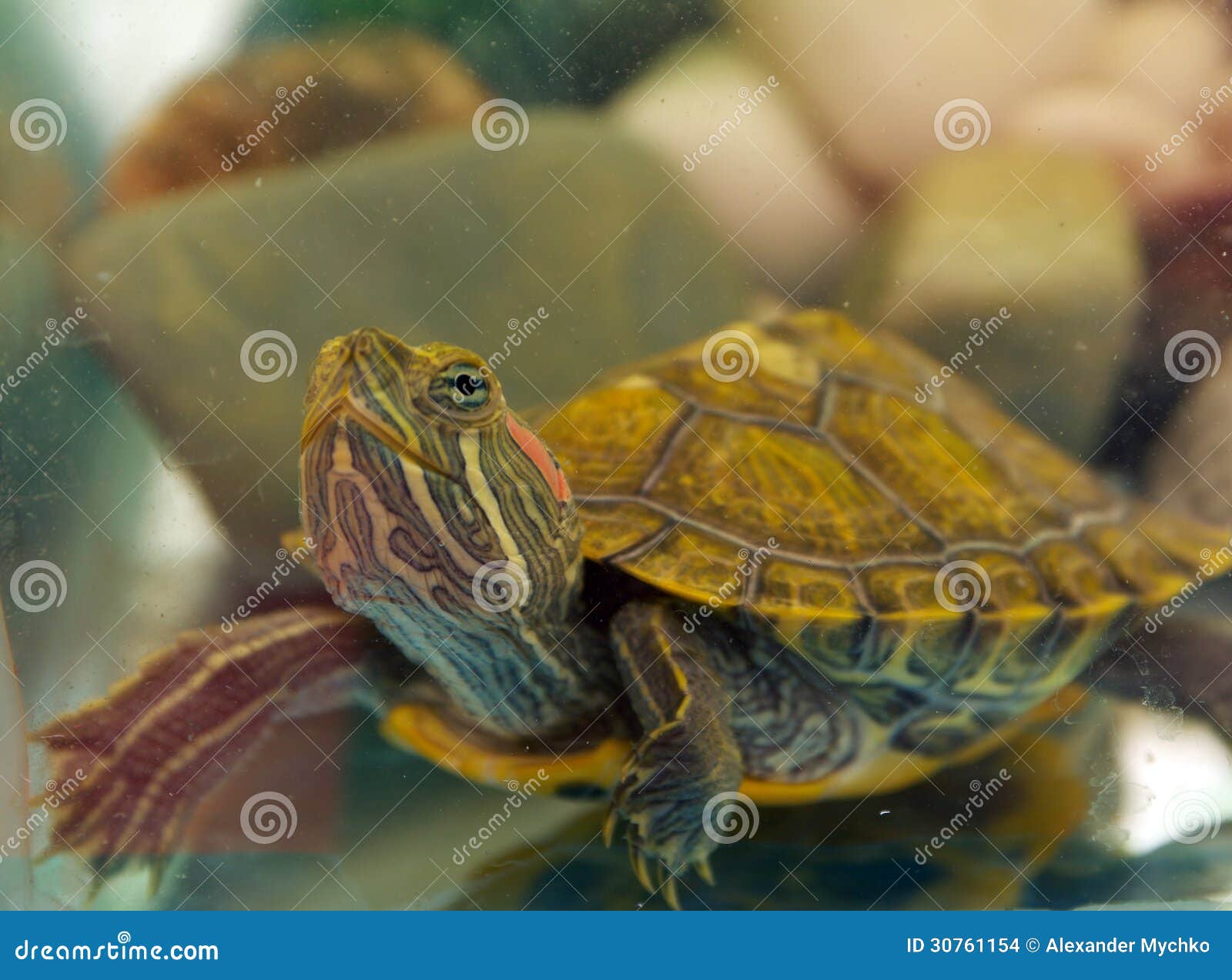 Pond slider stock photo. Image of captivity, male, tortuga - 30761154