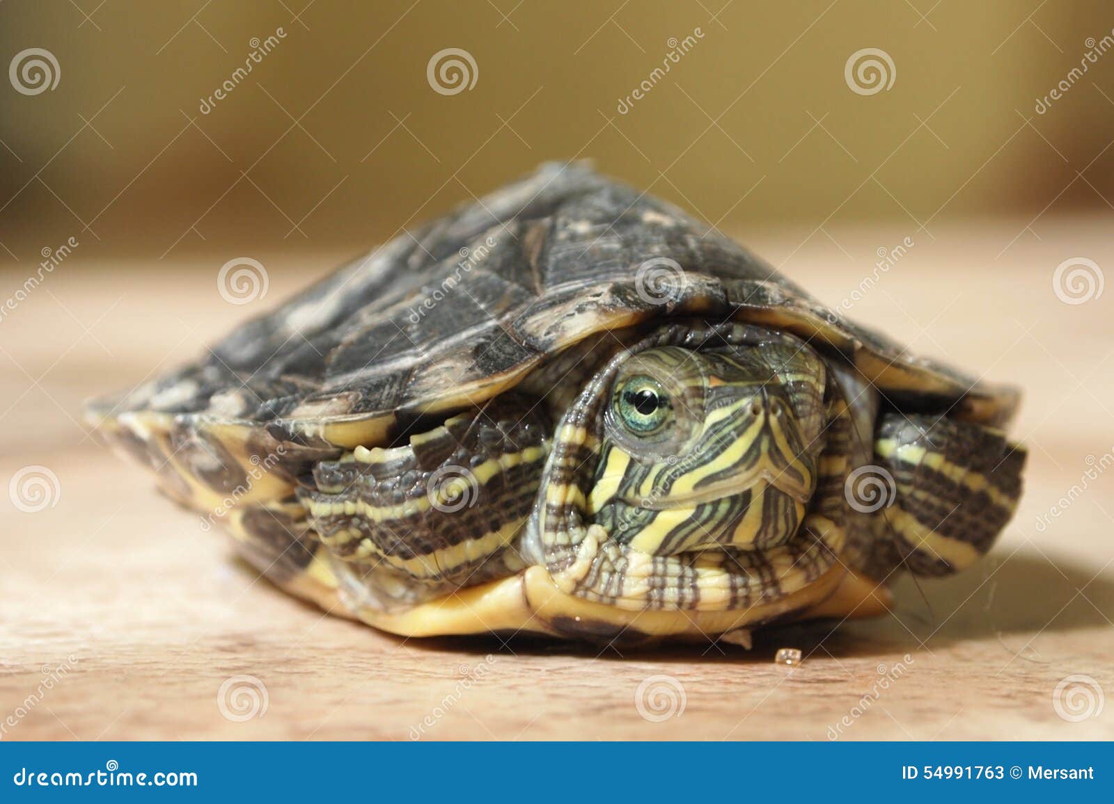 Pond Slider stock image. Image of turtles, animals, nature - 54991763