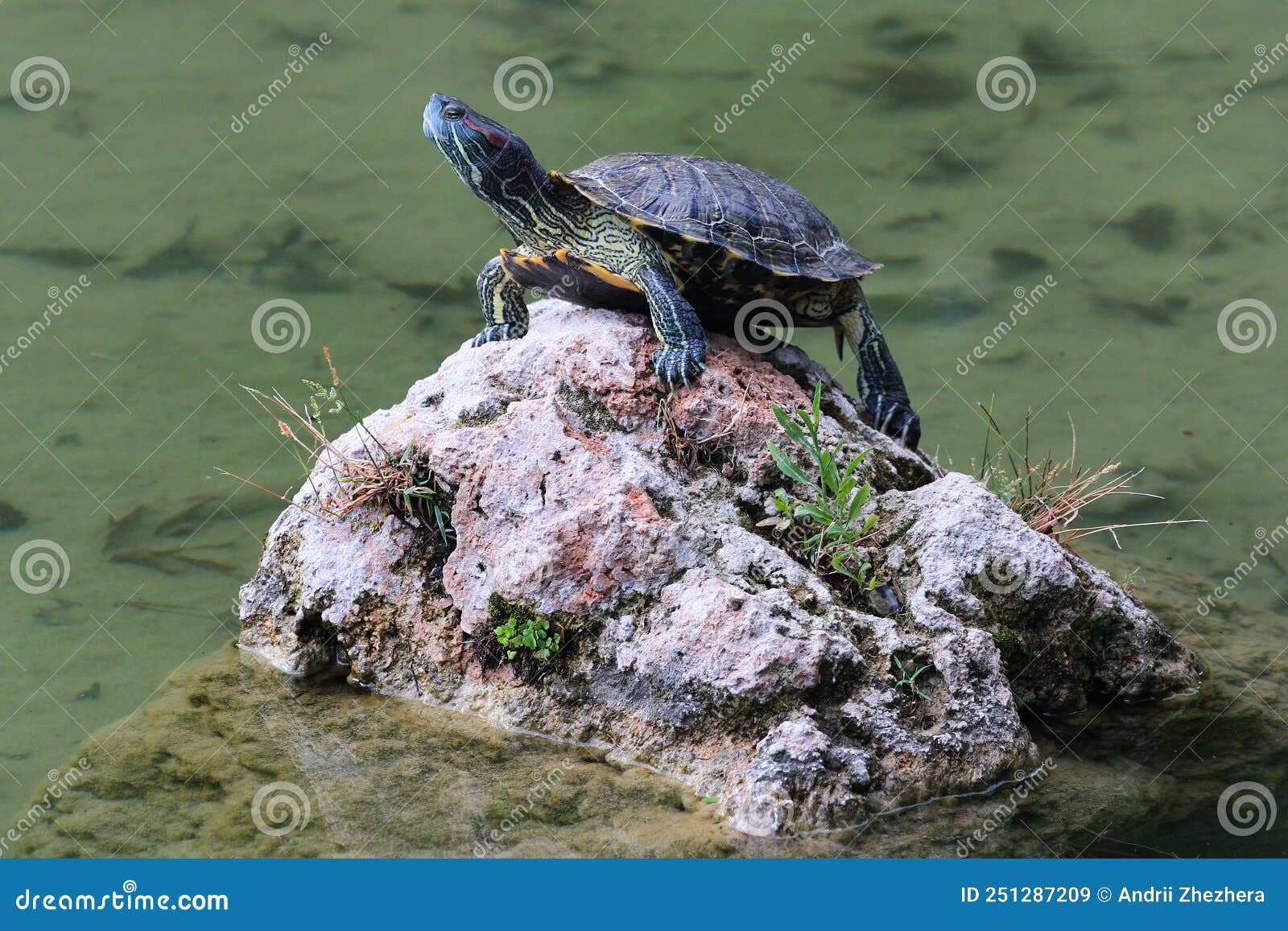 Pond Slider Trachemys Scripta, or Common Semiaquatic Turtle Stock Image ...