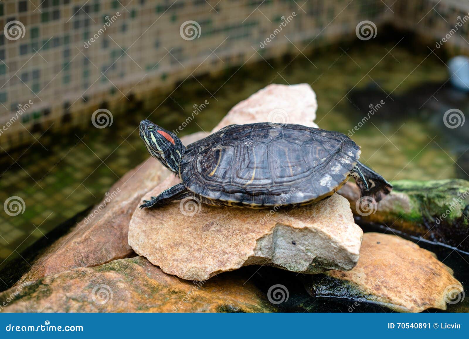 Pond slider stock image. Image of swimming, pond, herbivorous - 70540891