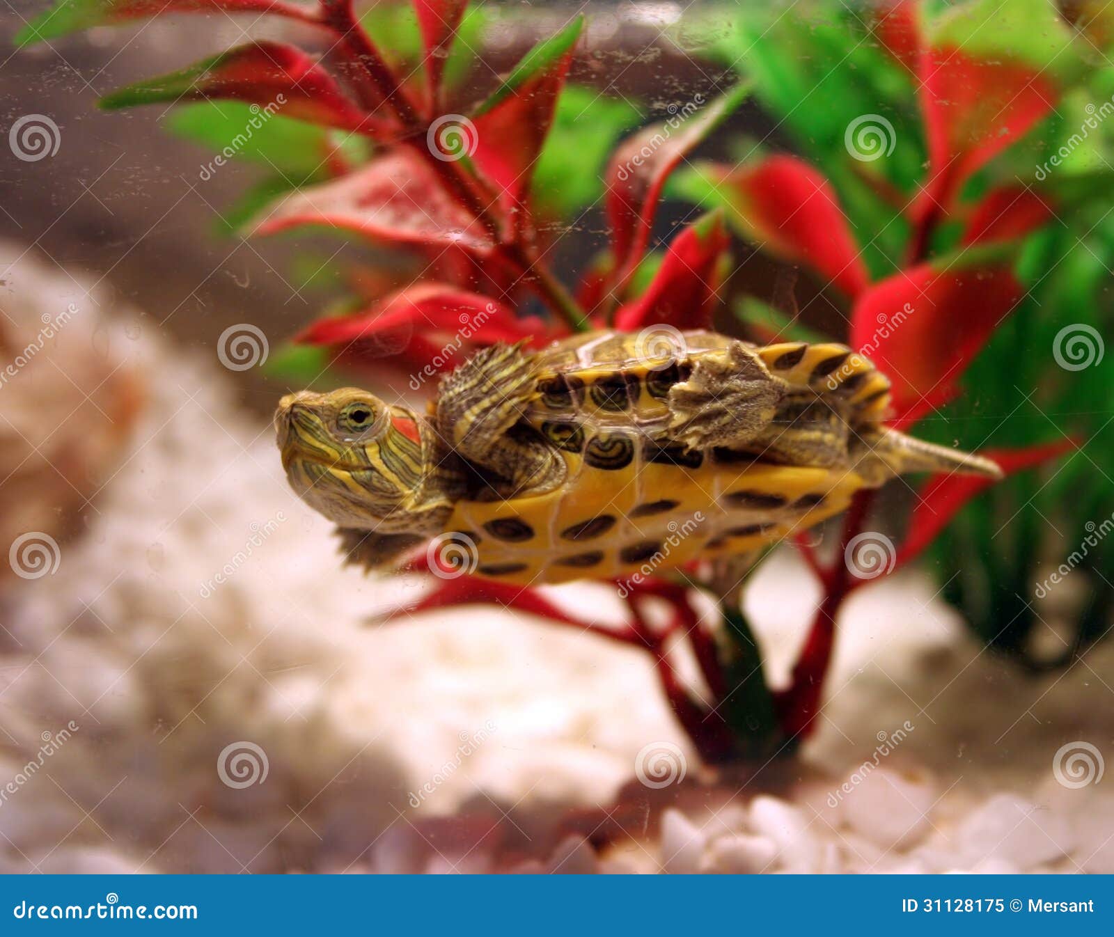 Pond Slider stock image. Image of turtles, reptile, green - 31128175