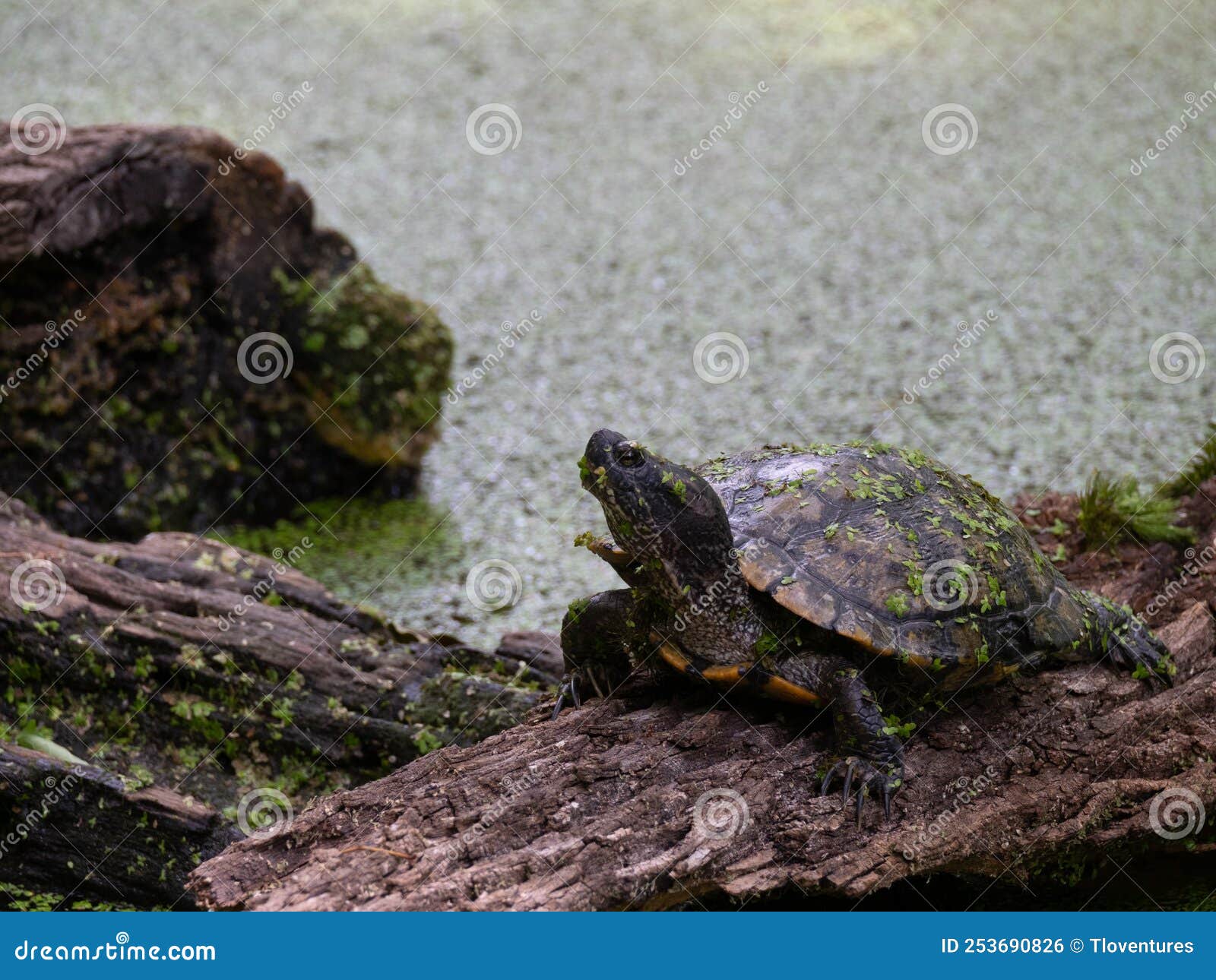 Pond Slider Turtle on a Log in Texas with Algae Covered Pond in the ...