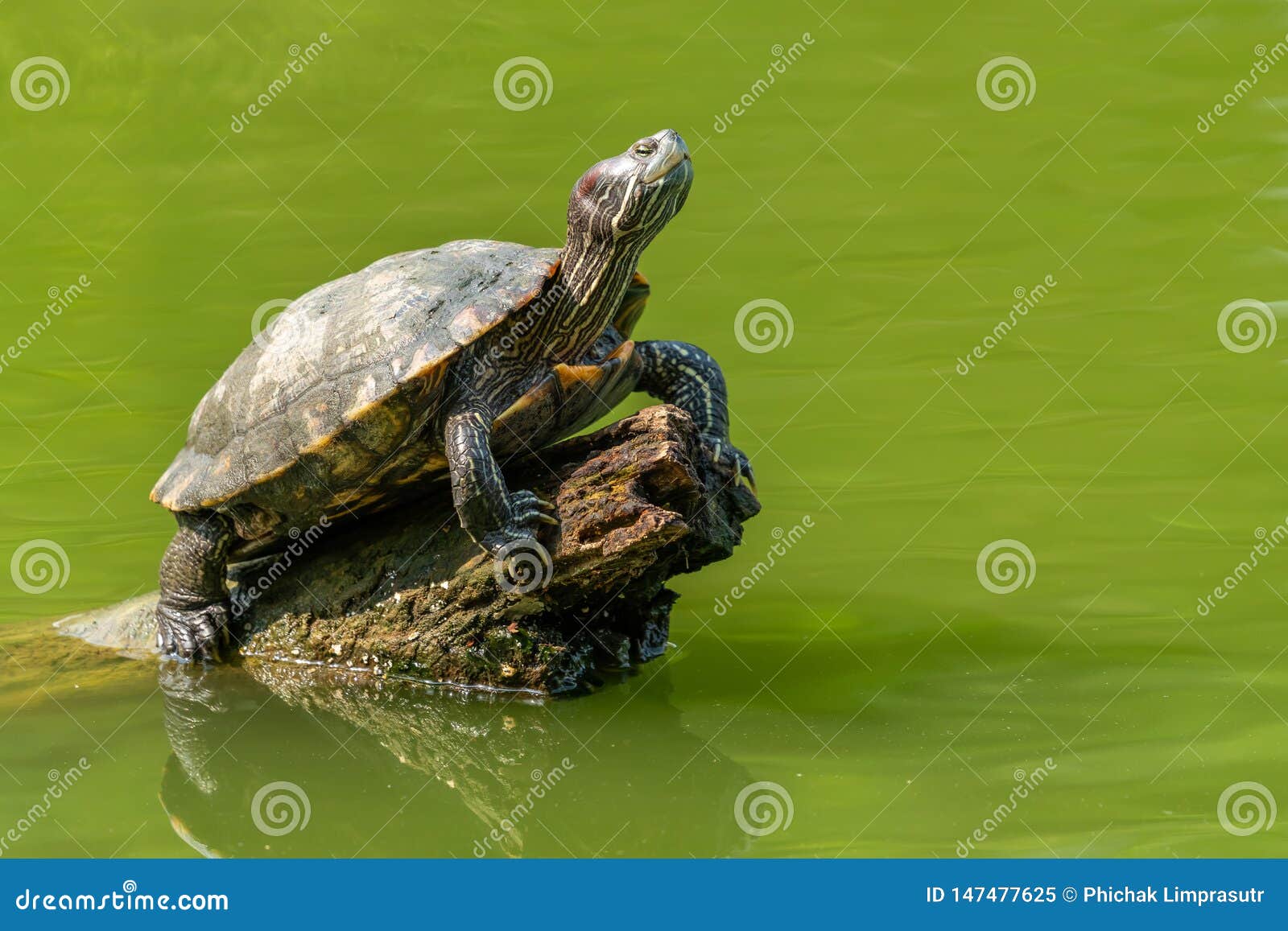 Pond Slider Turtle Resting on Tree Stump in a Pond Stock Image - Image ...