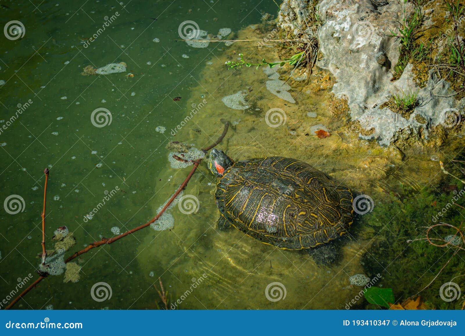 The Pond Slider Turtle Trachemys Scripta is Basking in the Sun on a ...