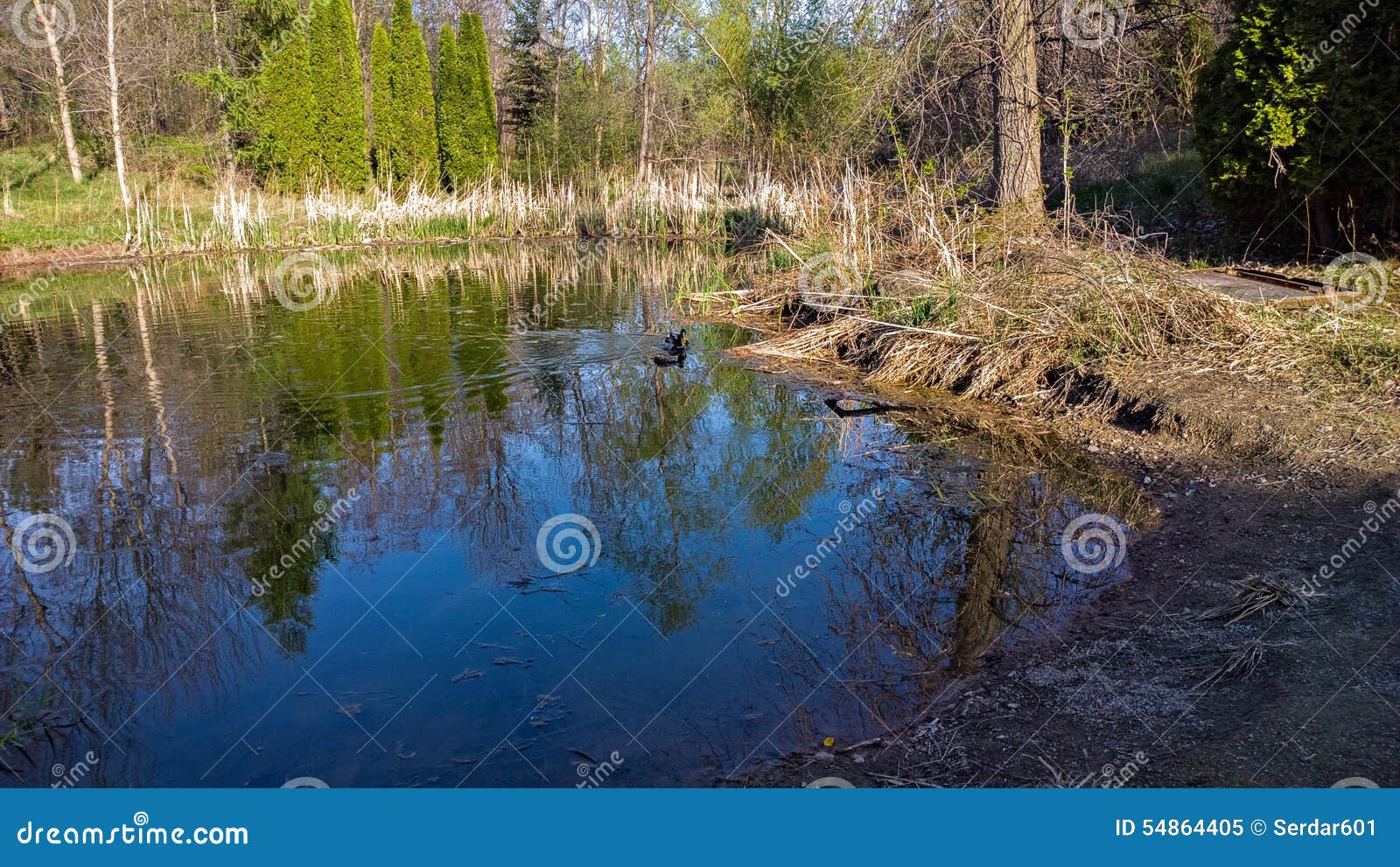 Pond stock image. Image of green, water, aqua, cottage - 54864405