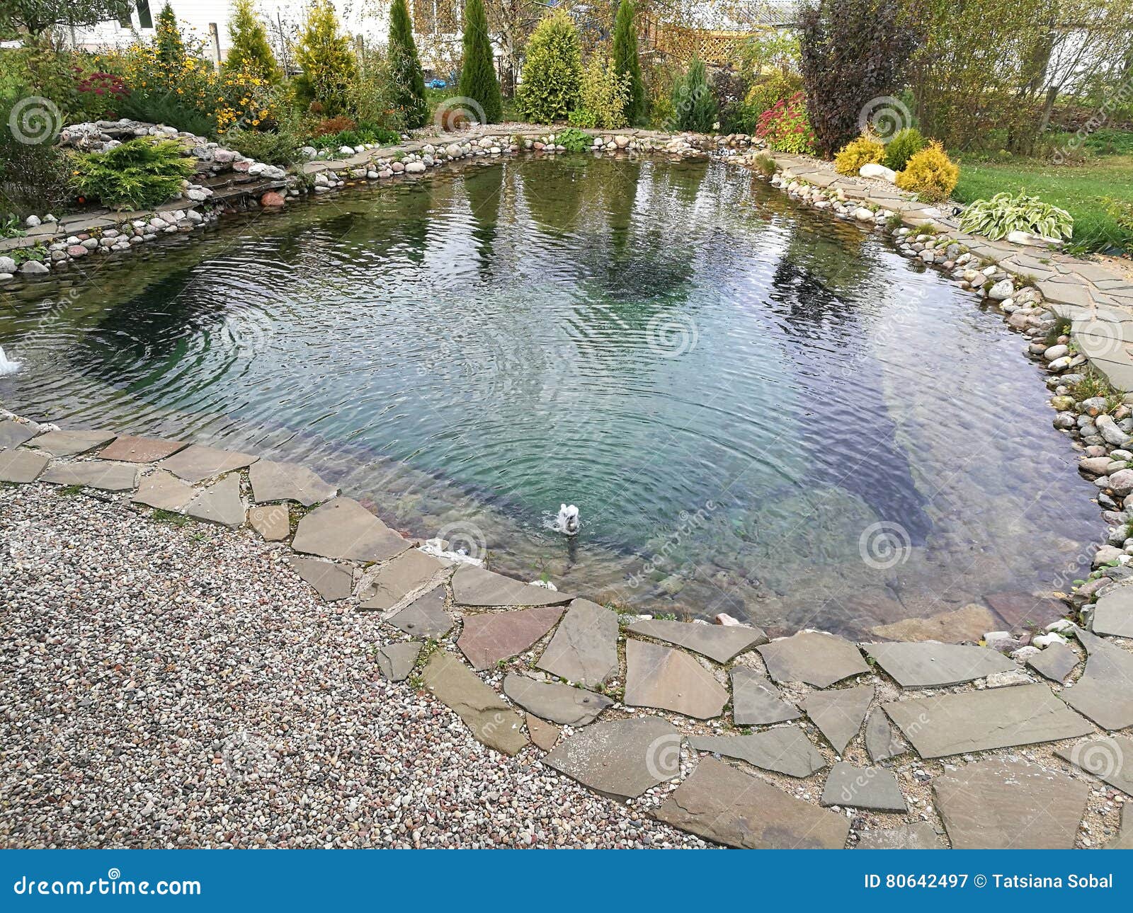 Pond stock image. Image of water, lilies, artificial - 80642497