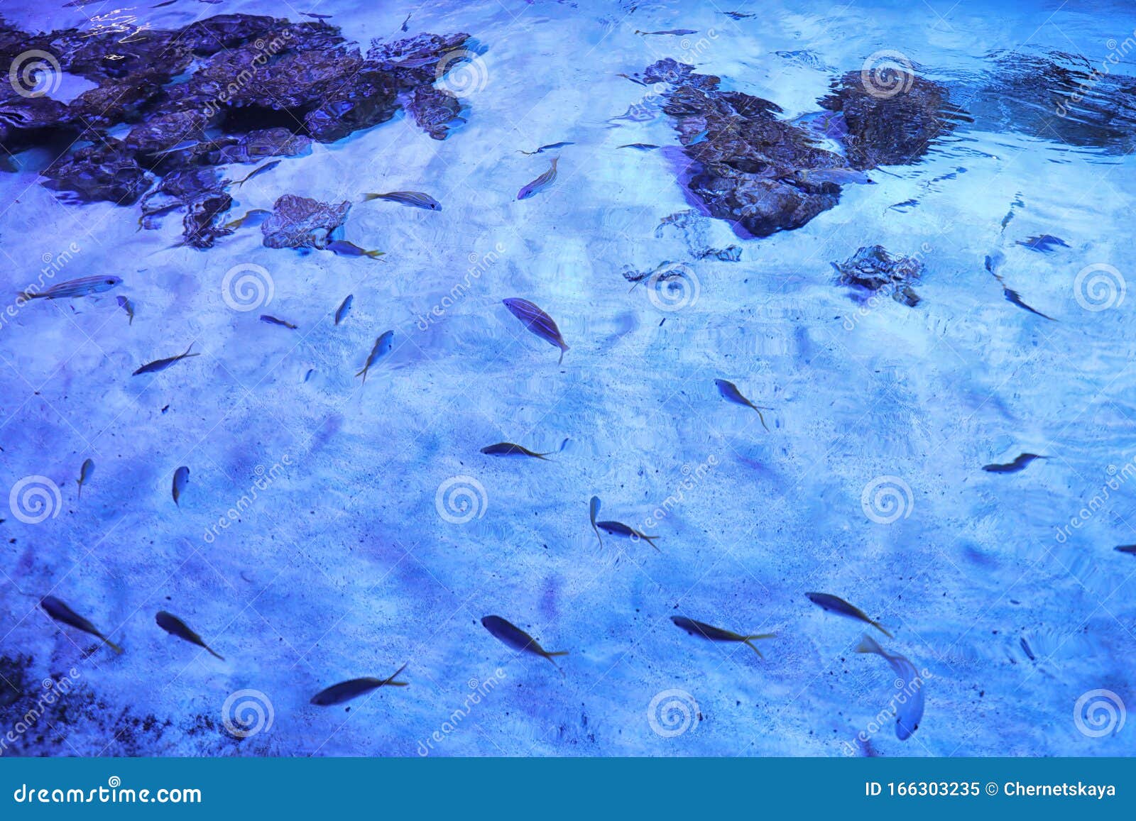 Pond with Tropical Fish in Oceanarium Stock Image - Image of reef ...