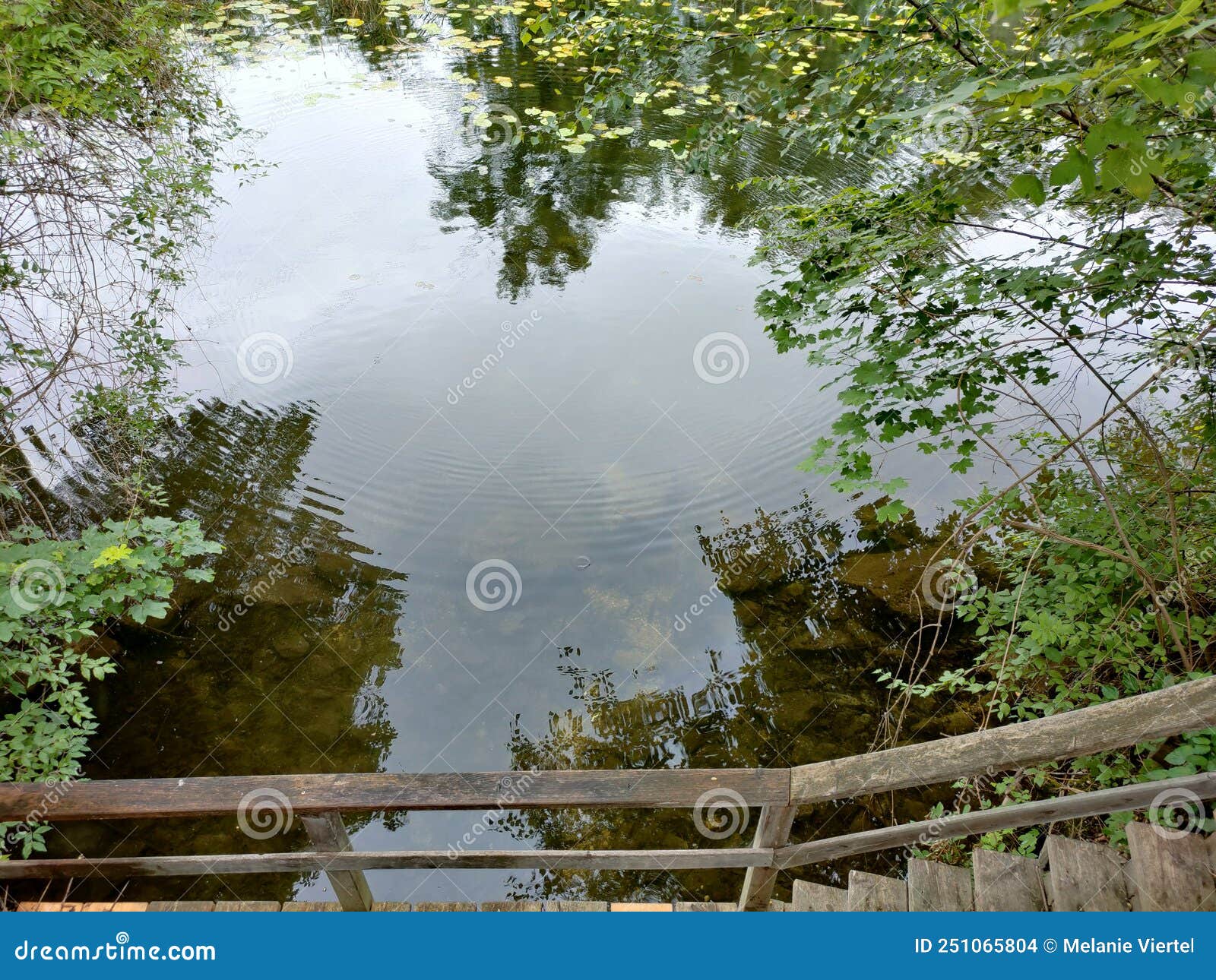 Pond with small waves stock photo. Image of small, woodland - 251065804