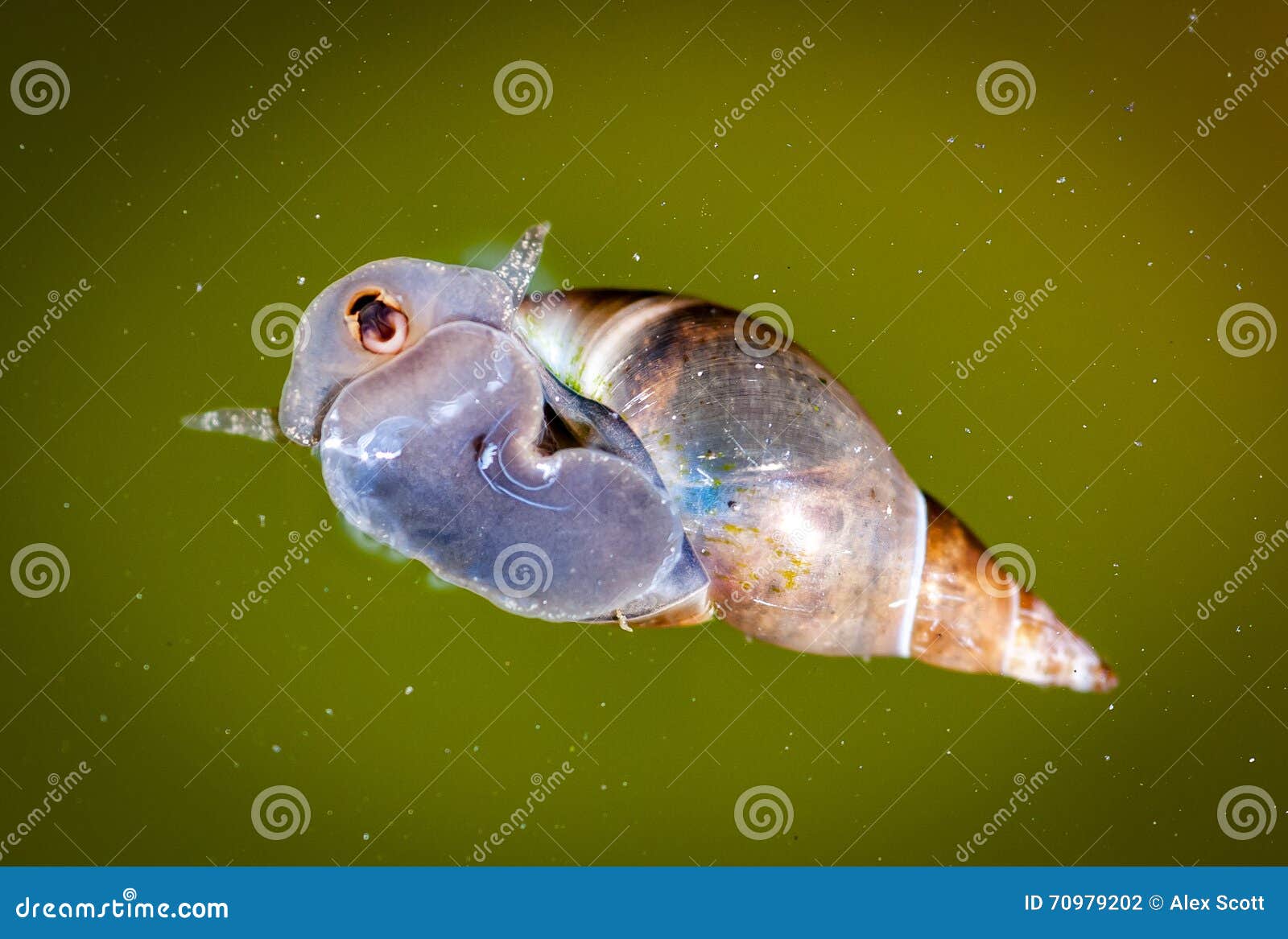 Pond snail stock photo. Image of conservation, pollen - 70979202