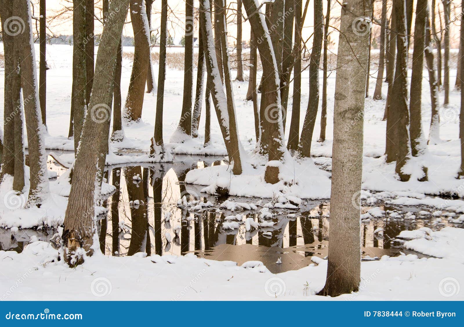 Pond in snow stock photo. Image of still, tree, trunks - 7838444
