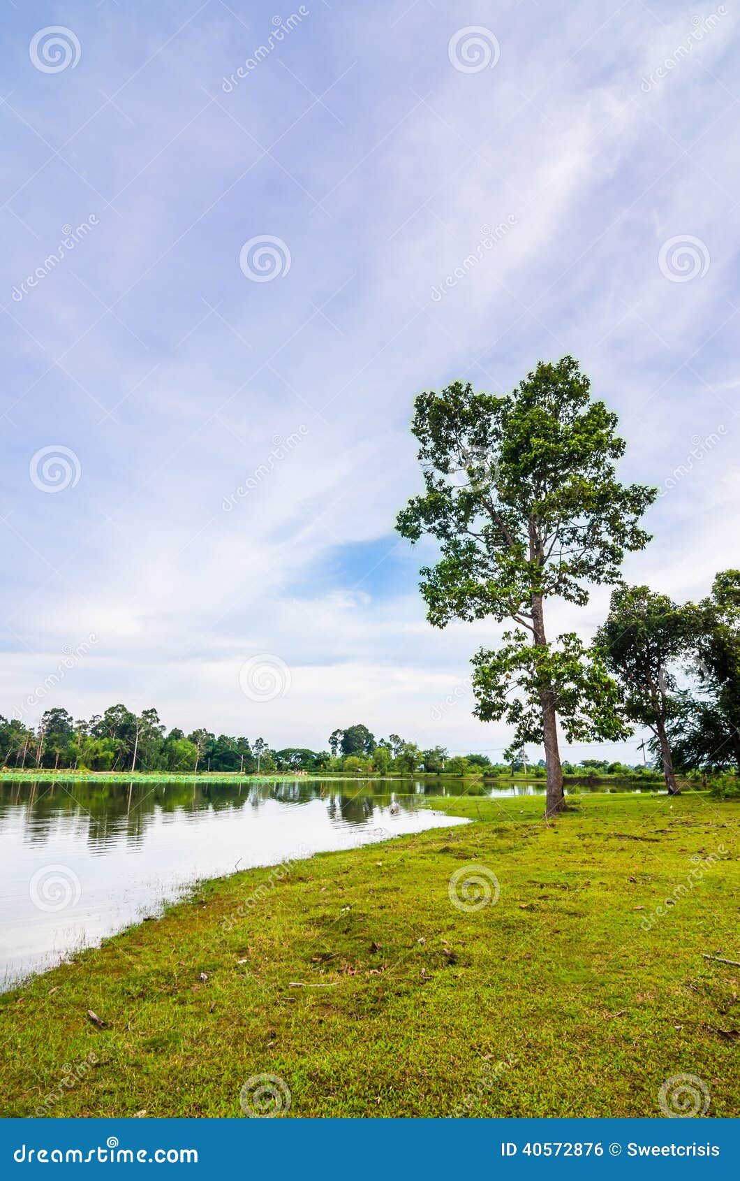 Pond in spring stock photo. Image of nature, environment - 40572876