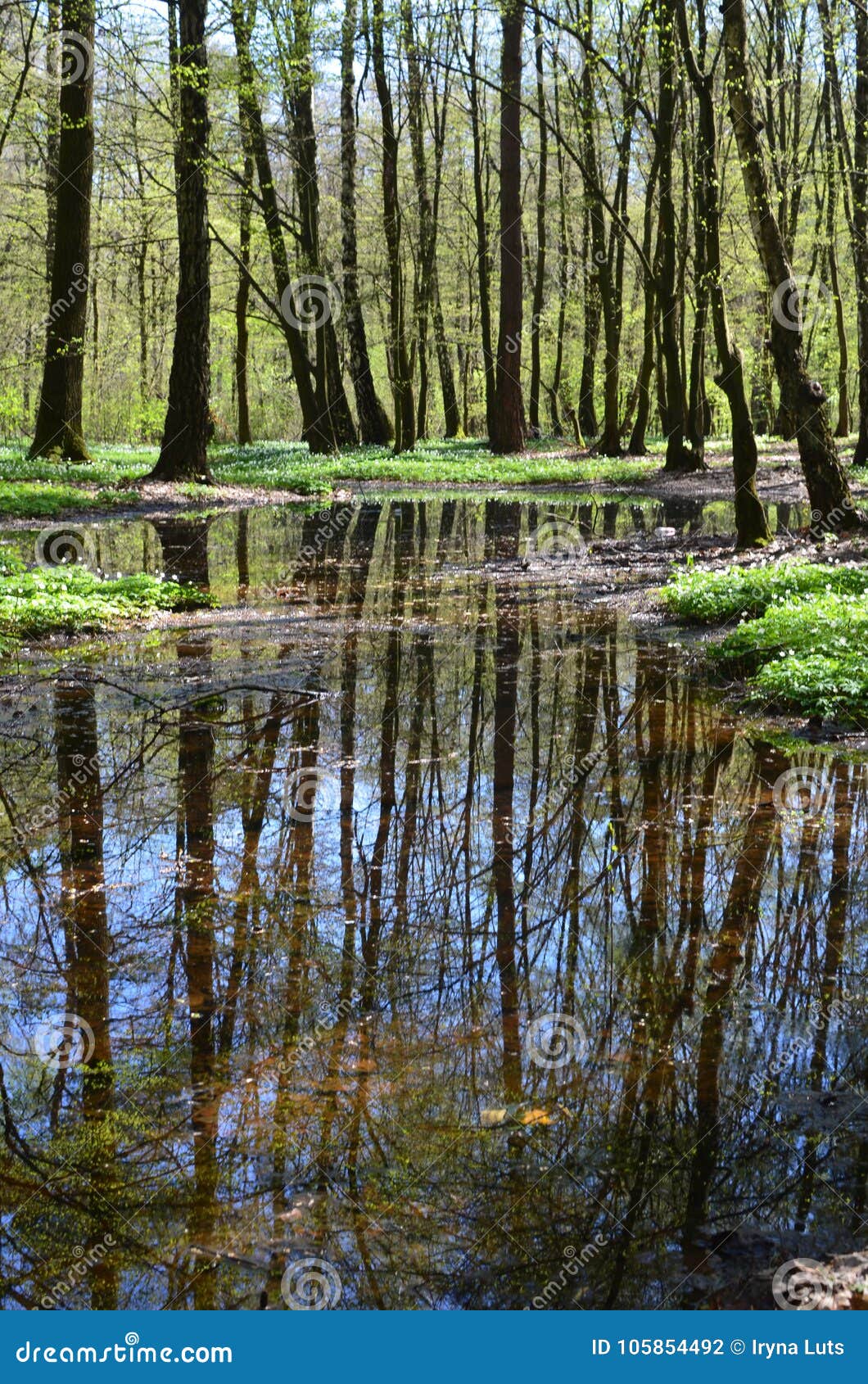 Pond in Spring Forest. Spring Nature Background Stock Photo - Image of ...