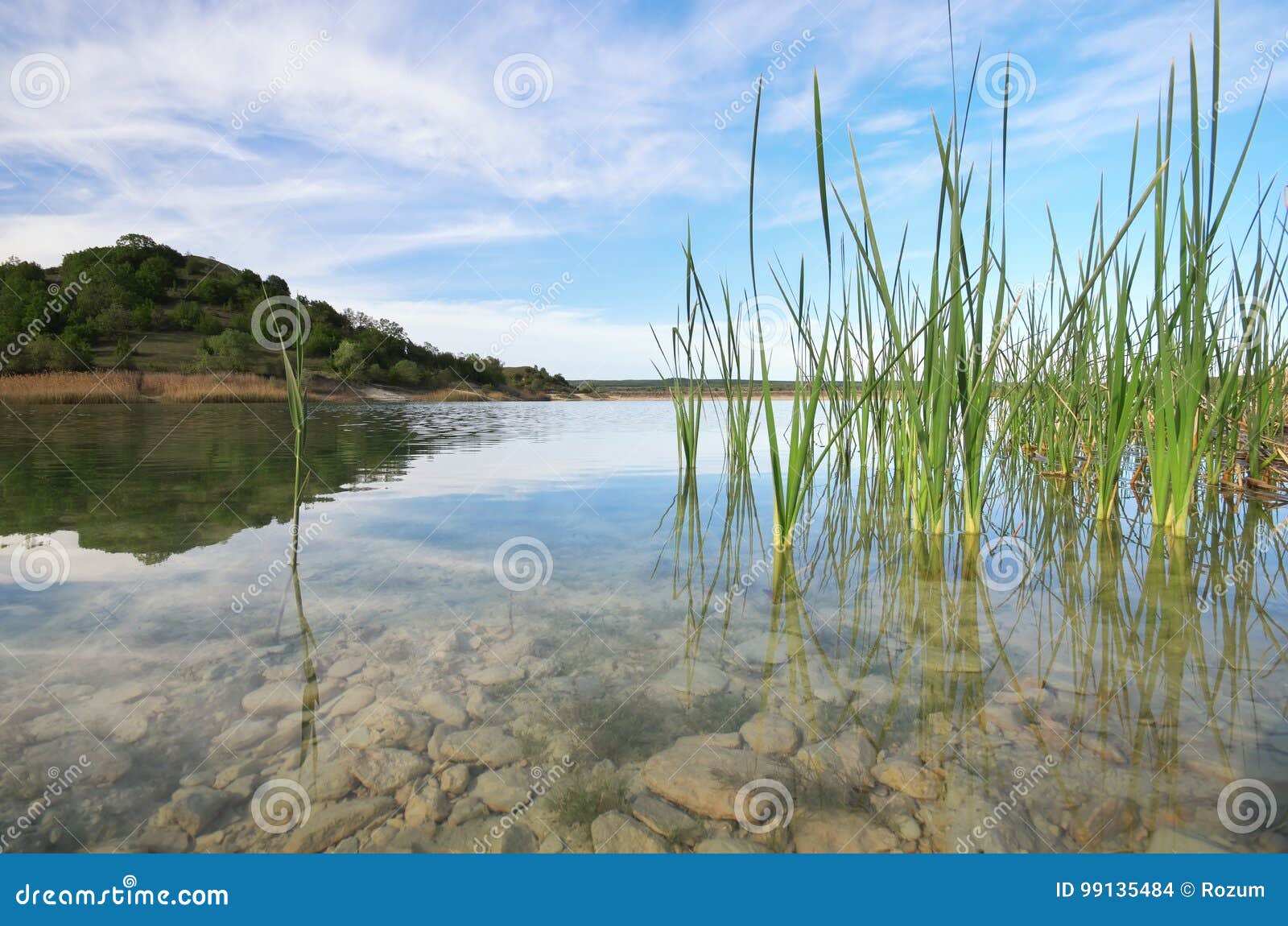 Pond and spring lake. stock photo. Image of green, nature - 99135484