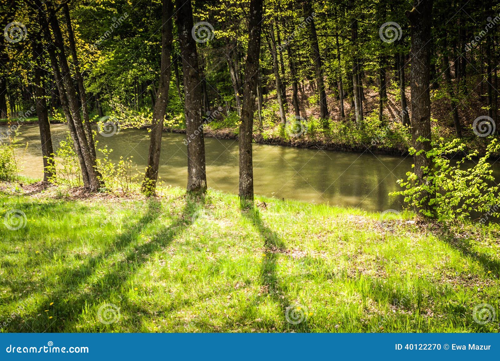 Pond stock photo. Image of environment, lake, forest - 40122270