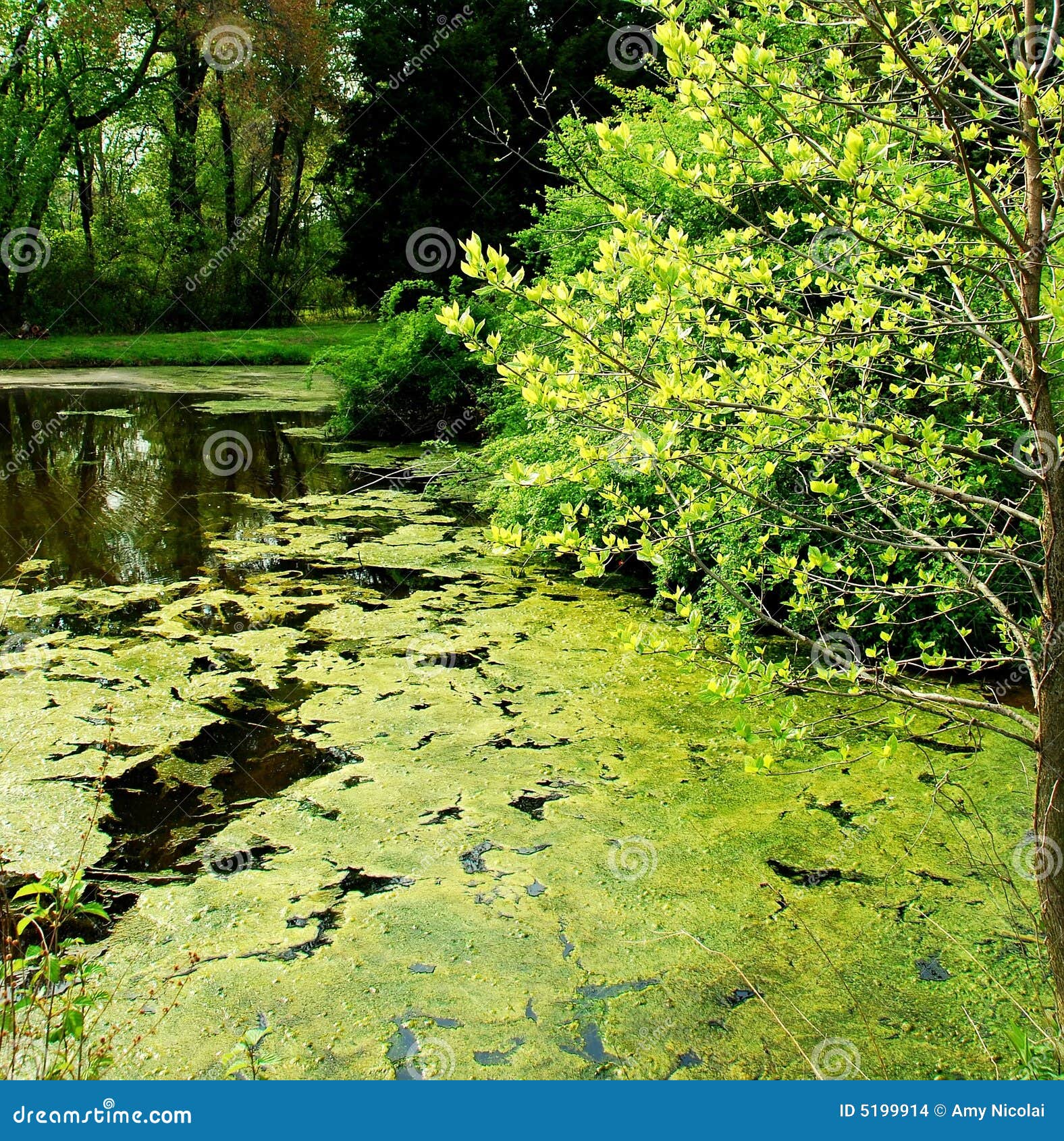 Pond in springtime 3 stock photo. Image of quiet, green - 5199914