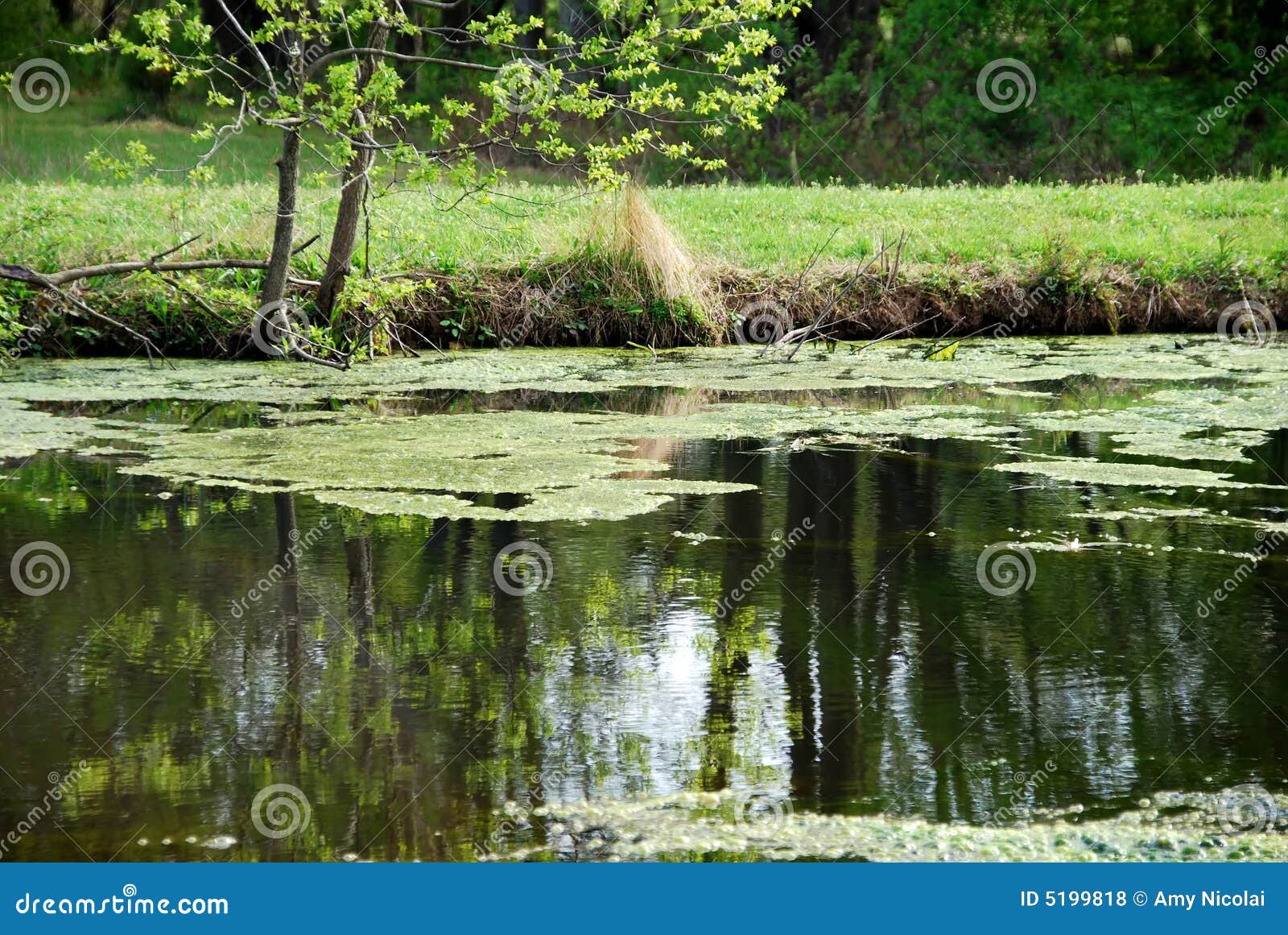 Pond in springtime stock photo. Image of grass, shore - 5199818