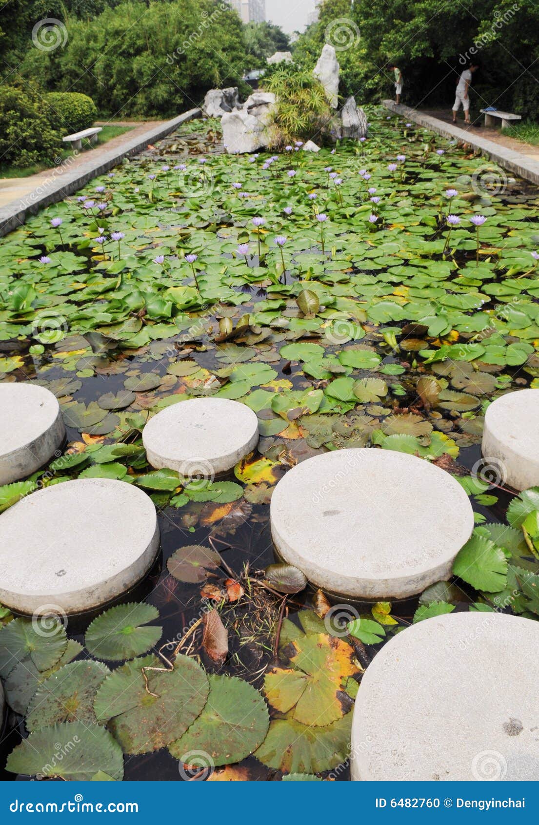 Pond stepping stone stock photo. Image of lily, plant - 6482760